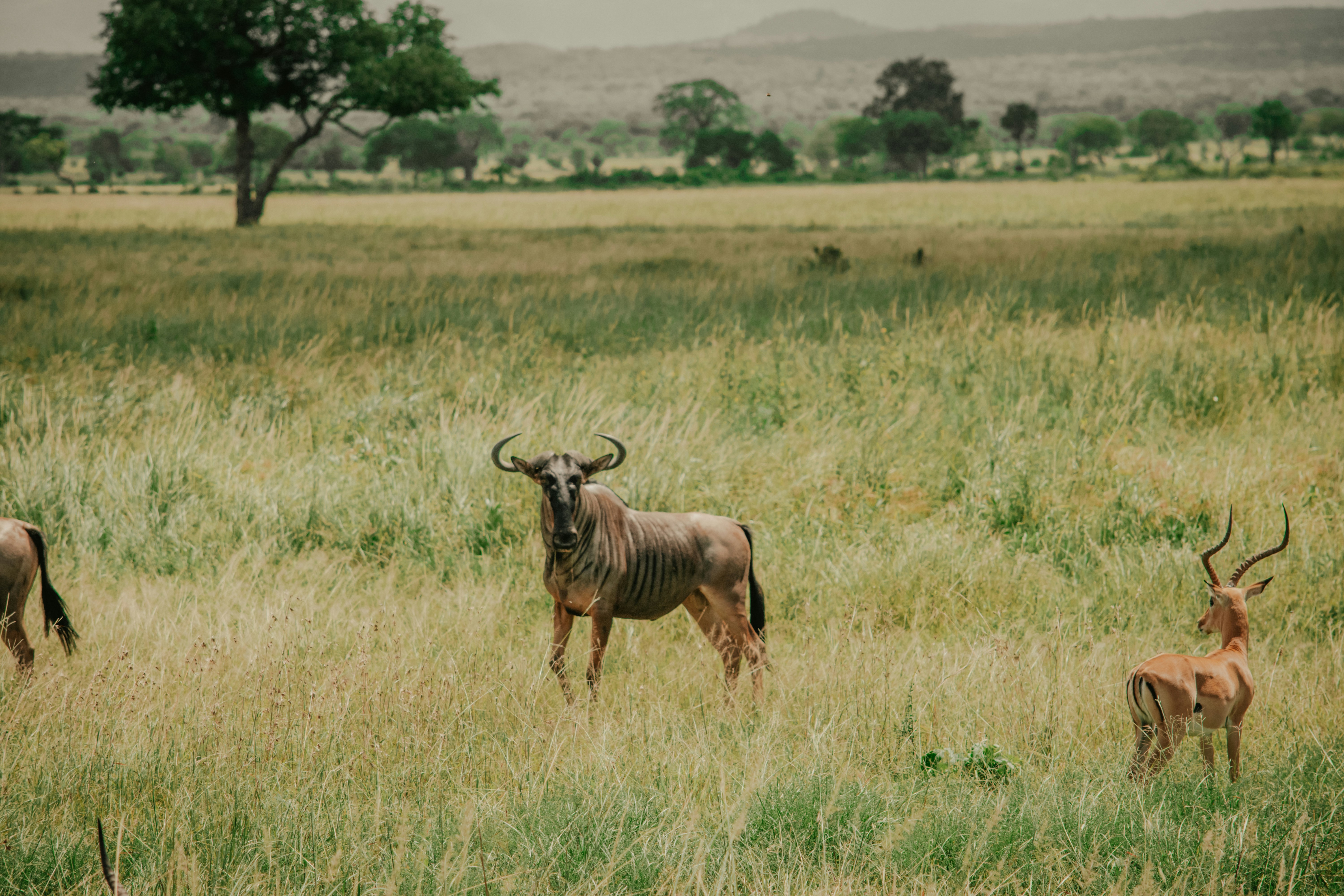 a herd of antelope standing on top of a grass covered field