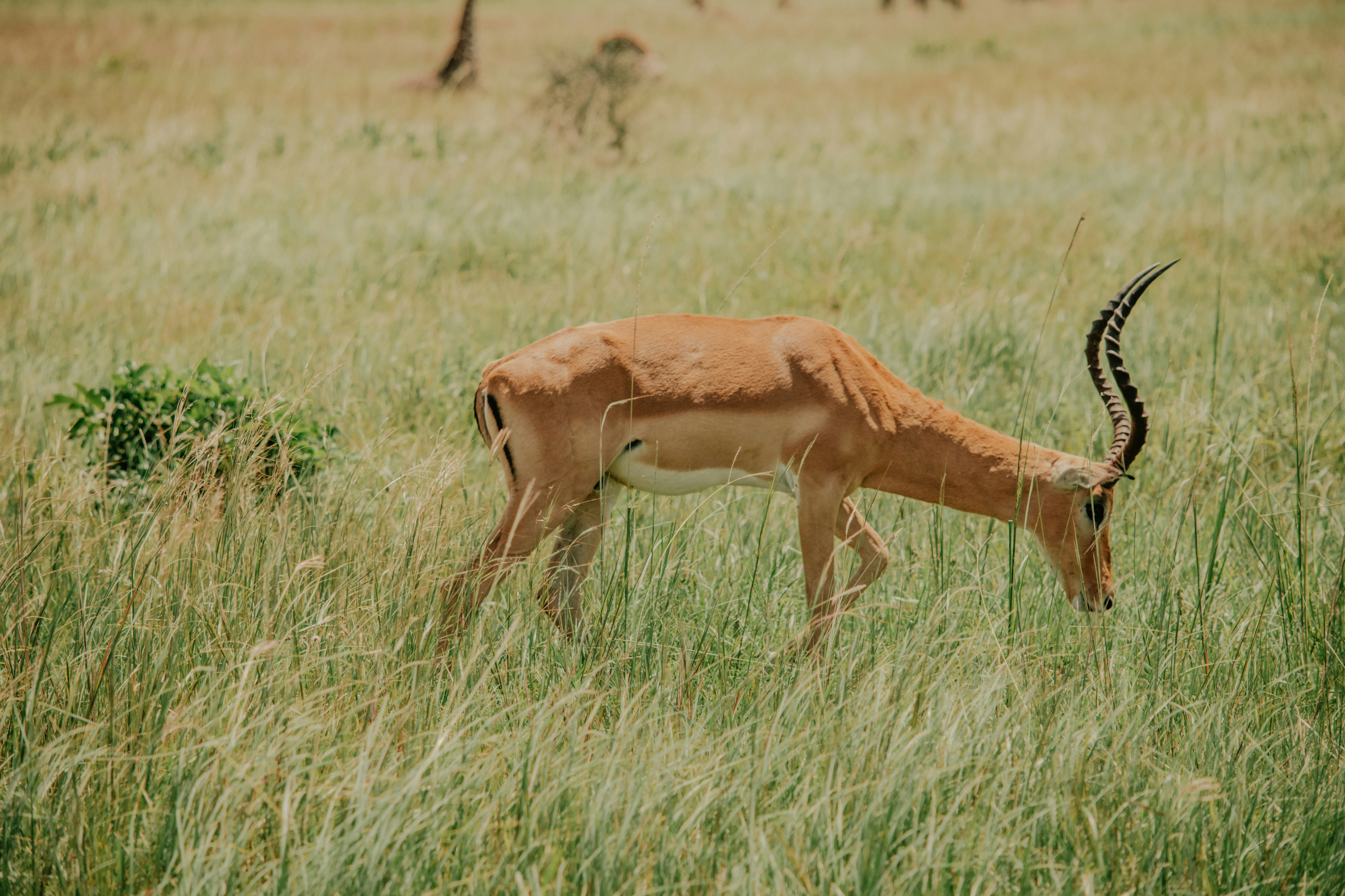 A gazelle eating grass in a field of tall grass photo – Free Tanzania ...