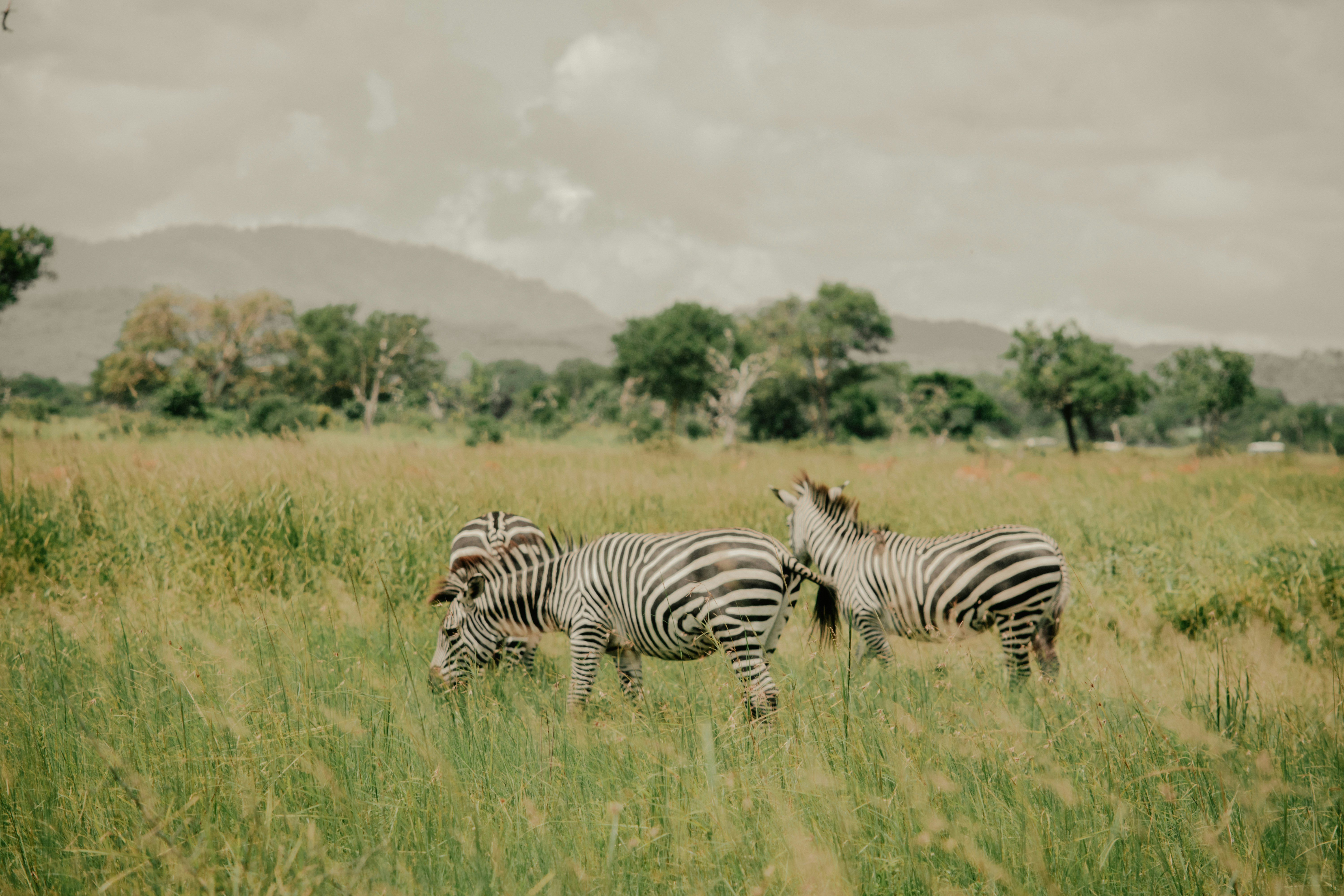 Stripe Trio on a Wind-Swept Savannah