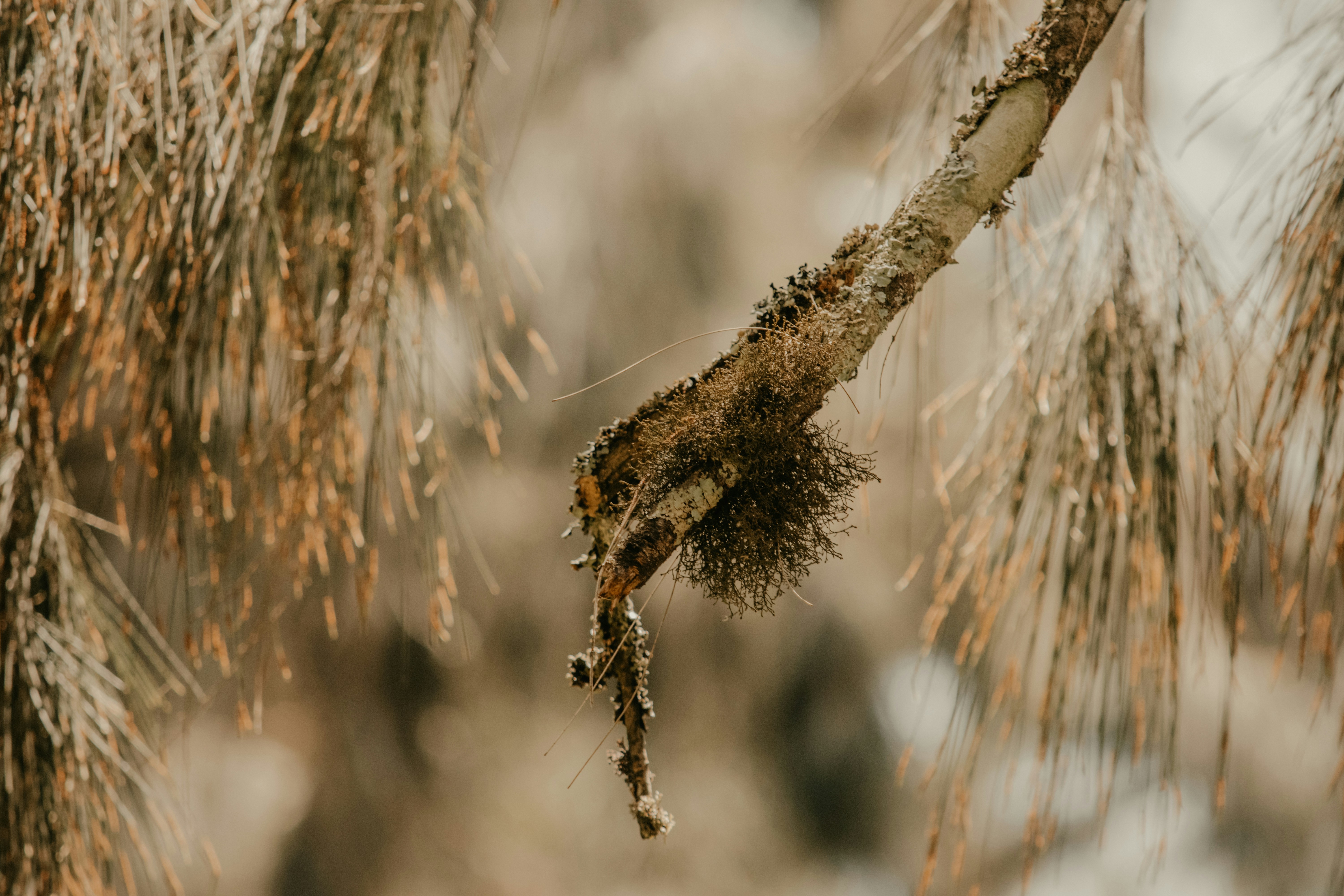 A close up of a tree branch with a bug crawling on it photo – Free ...