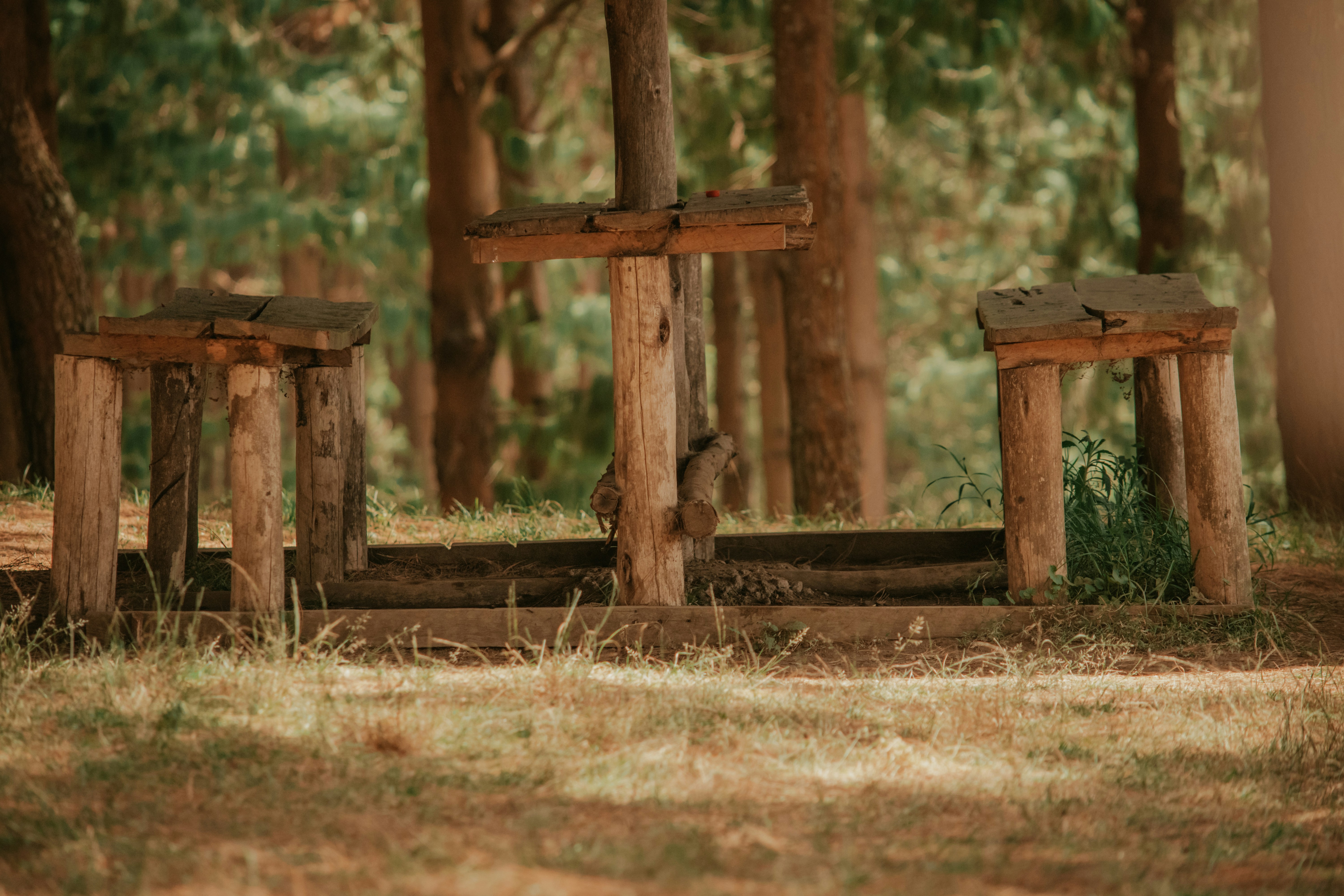 Timber Altar Beneath a Quiet Pine Canopy