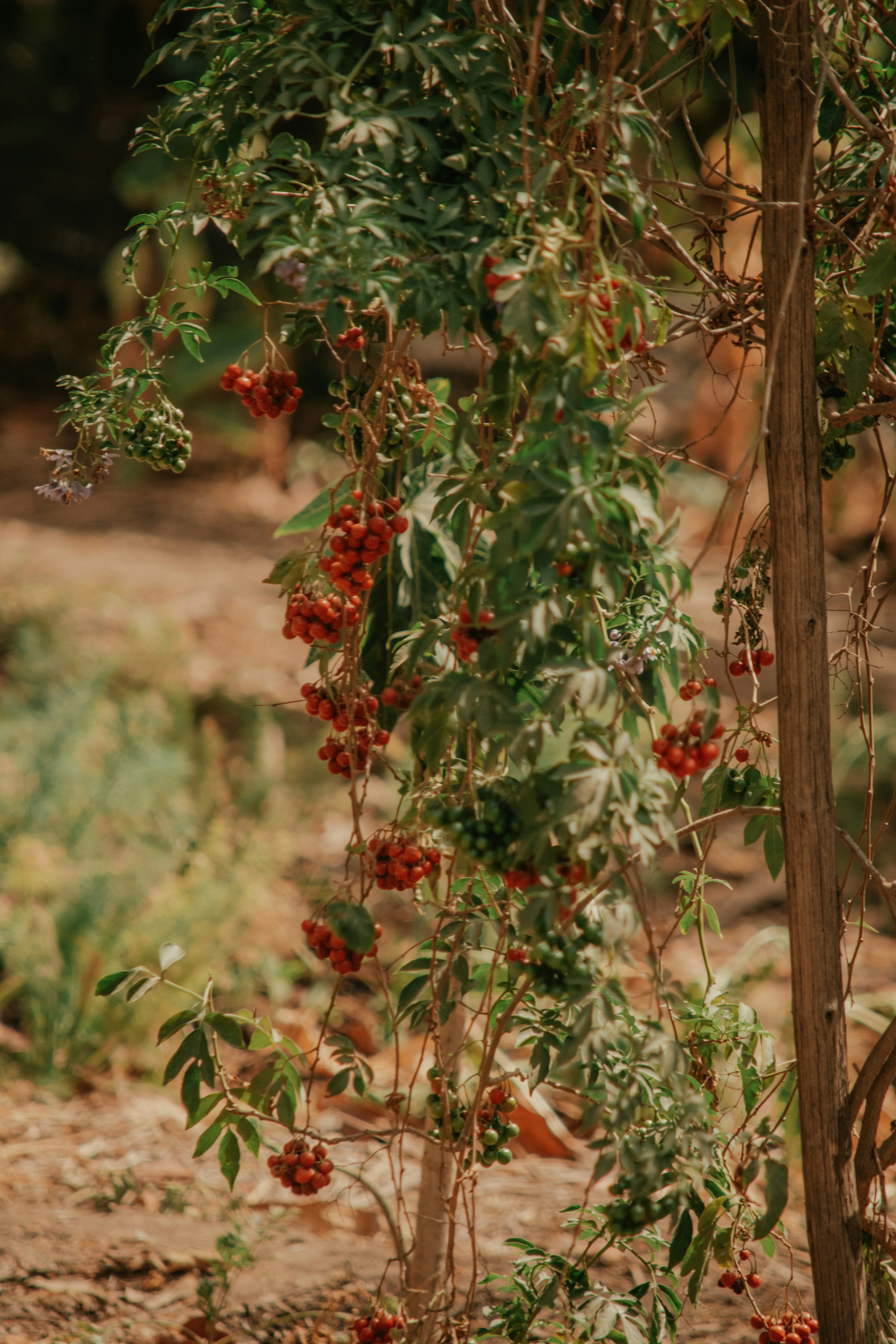 a bunch of red berries hanging from a tree