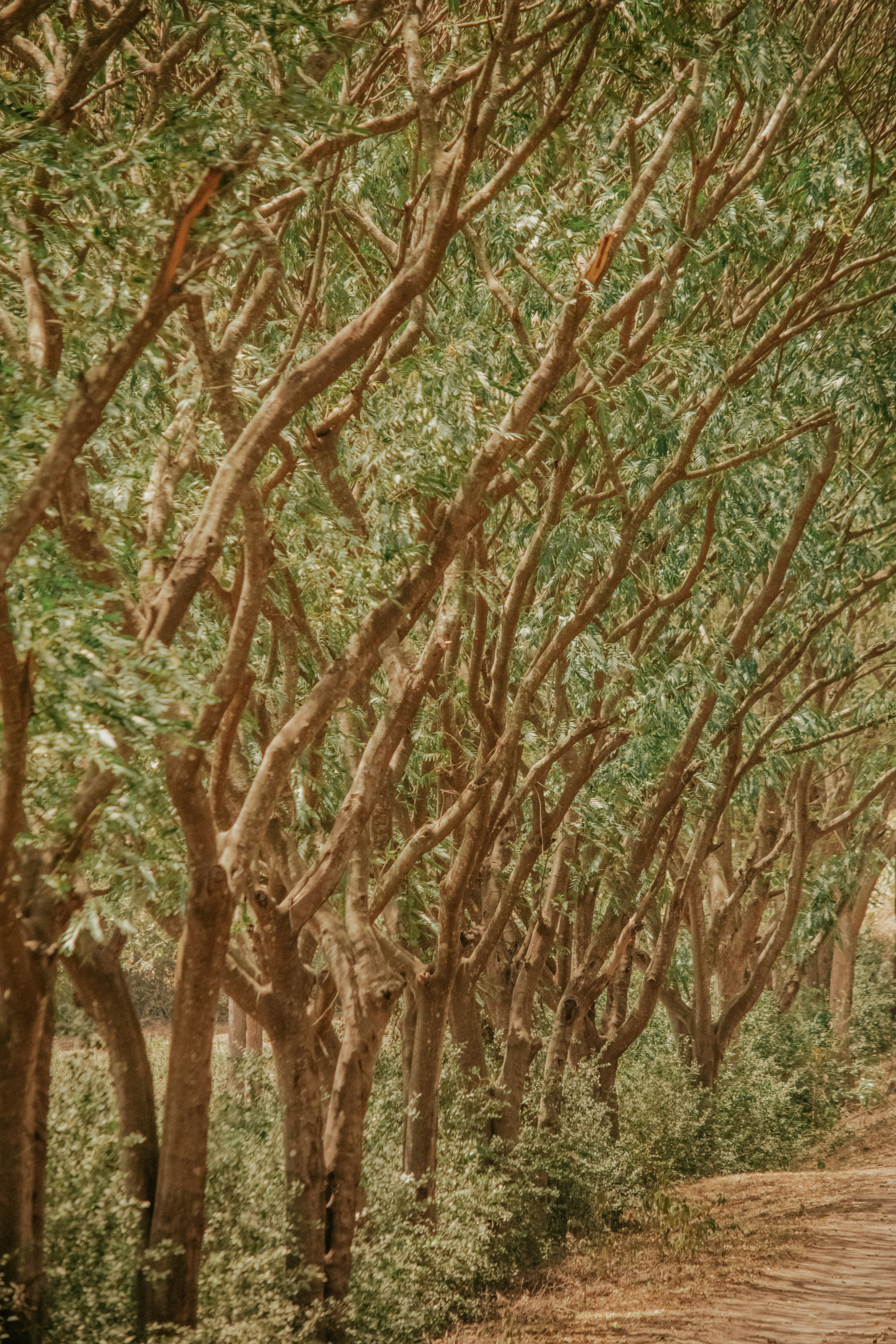 Canopy Arches: A Sunlit Corridor of Leaning Trunks