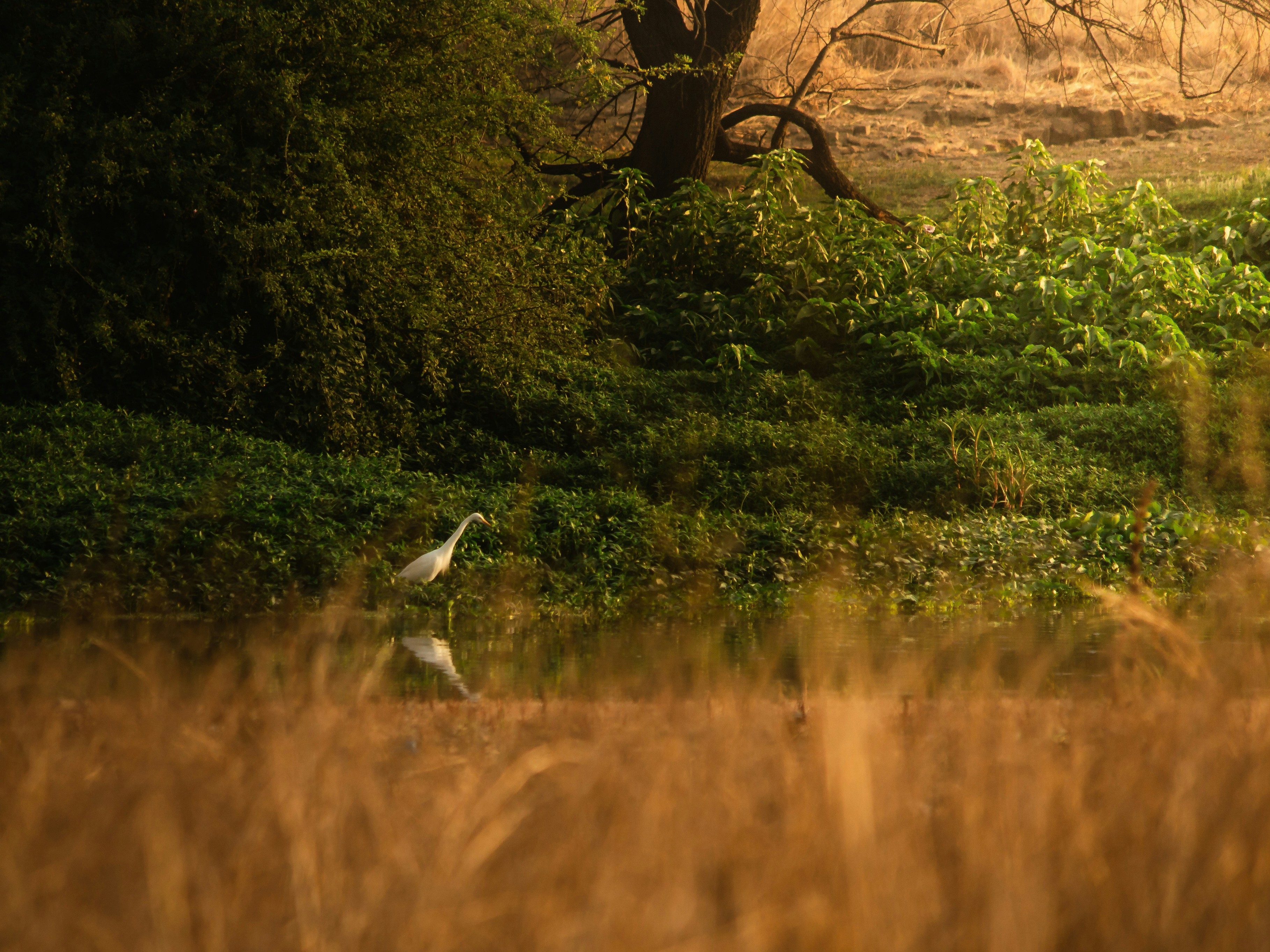 The cattle egret (Bubulcus ibis) is a cosmopolitan species of heron (family Ardeidae) found in the tropics, subtropics, and warm-temperate zone