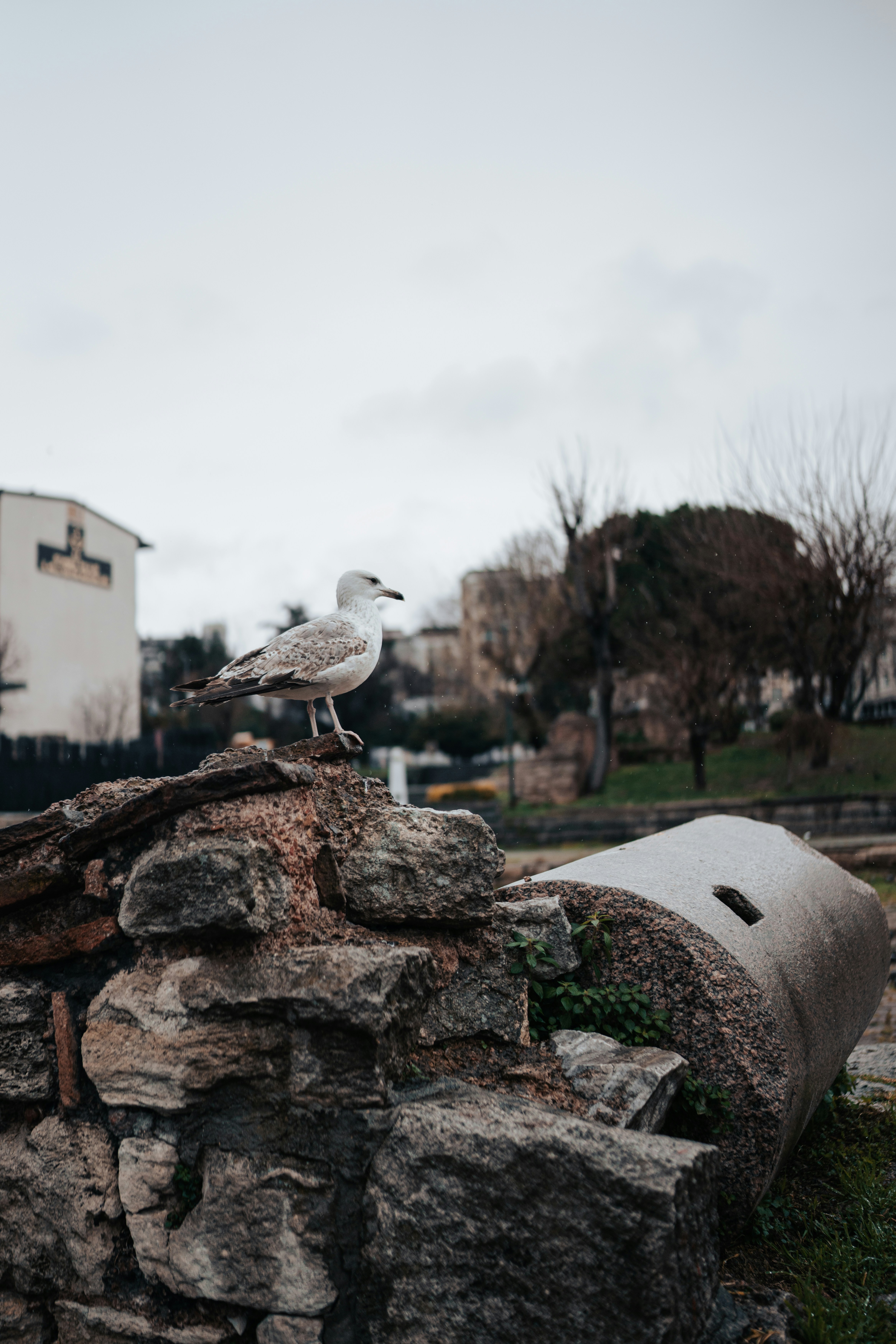Seagull Perched on Weathered Rubble by the Riverbank