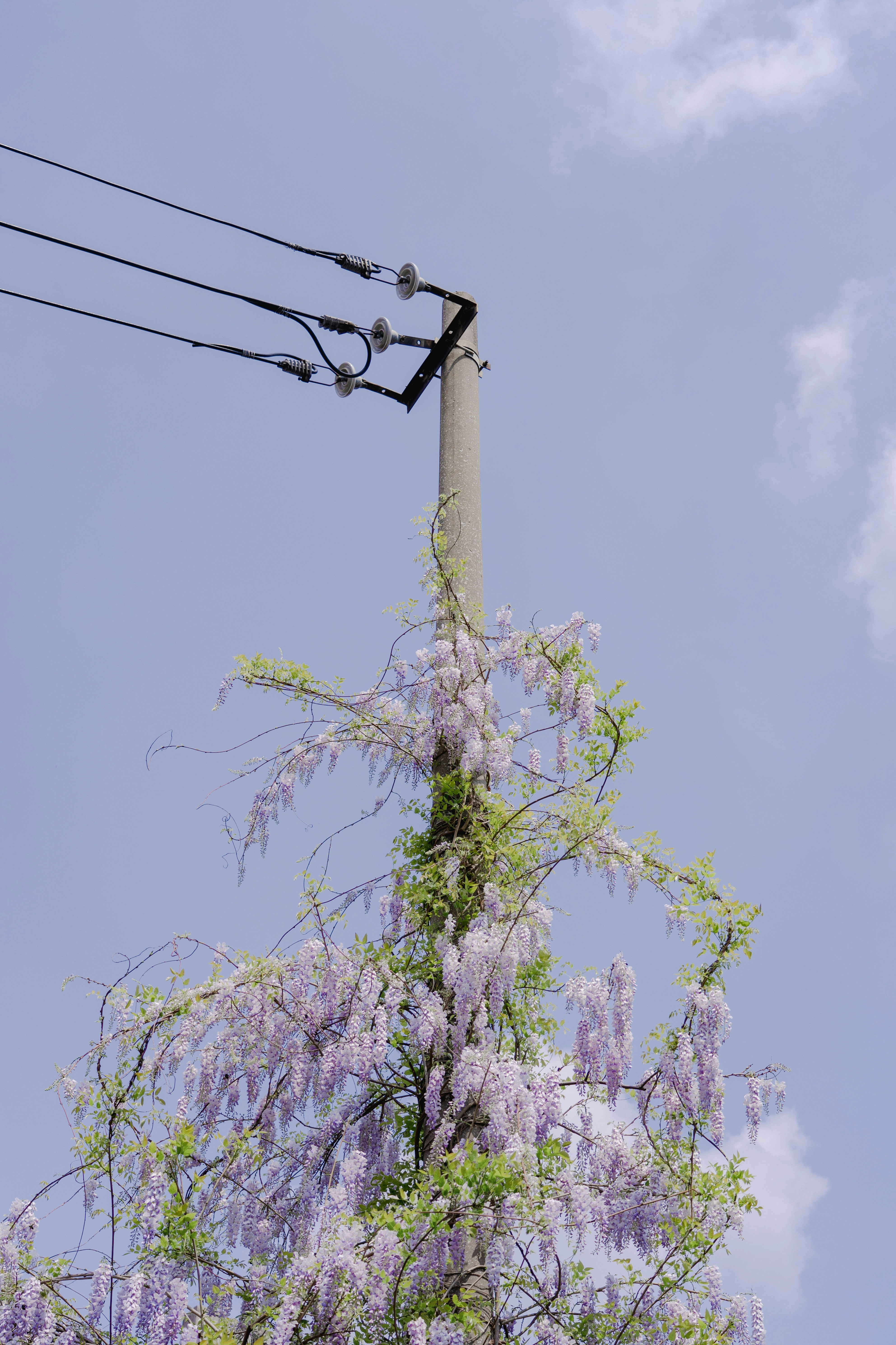 a tall pole with a bunch of purple flowers on it