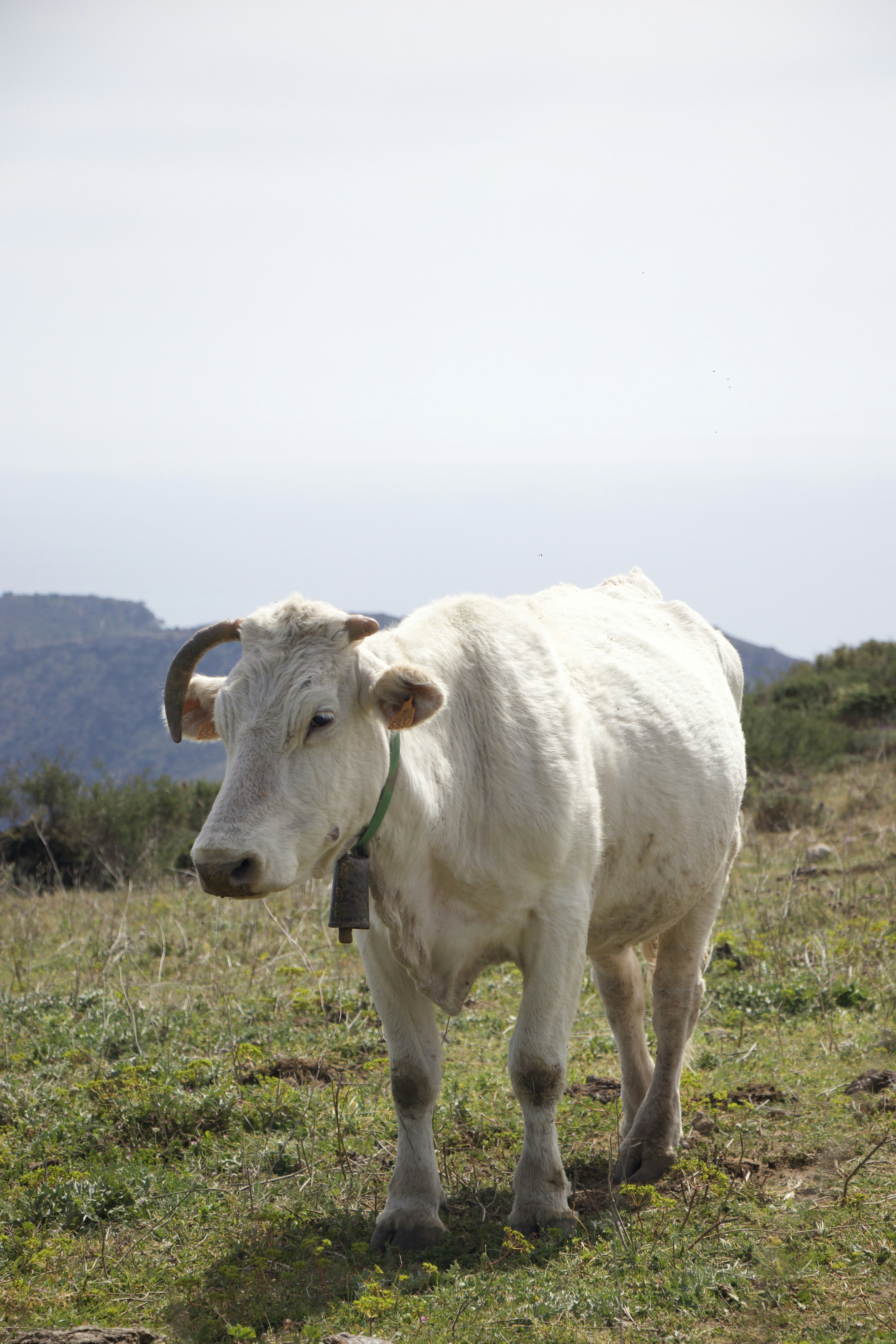 Une vache blanche debout au sommet d’une colline couverte d’herbe photo ...