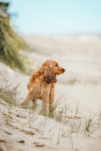 Golden Retriever on a Sandy Dune Watching the Sea Breeze