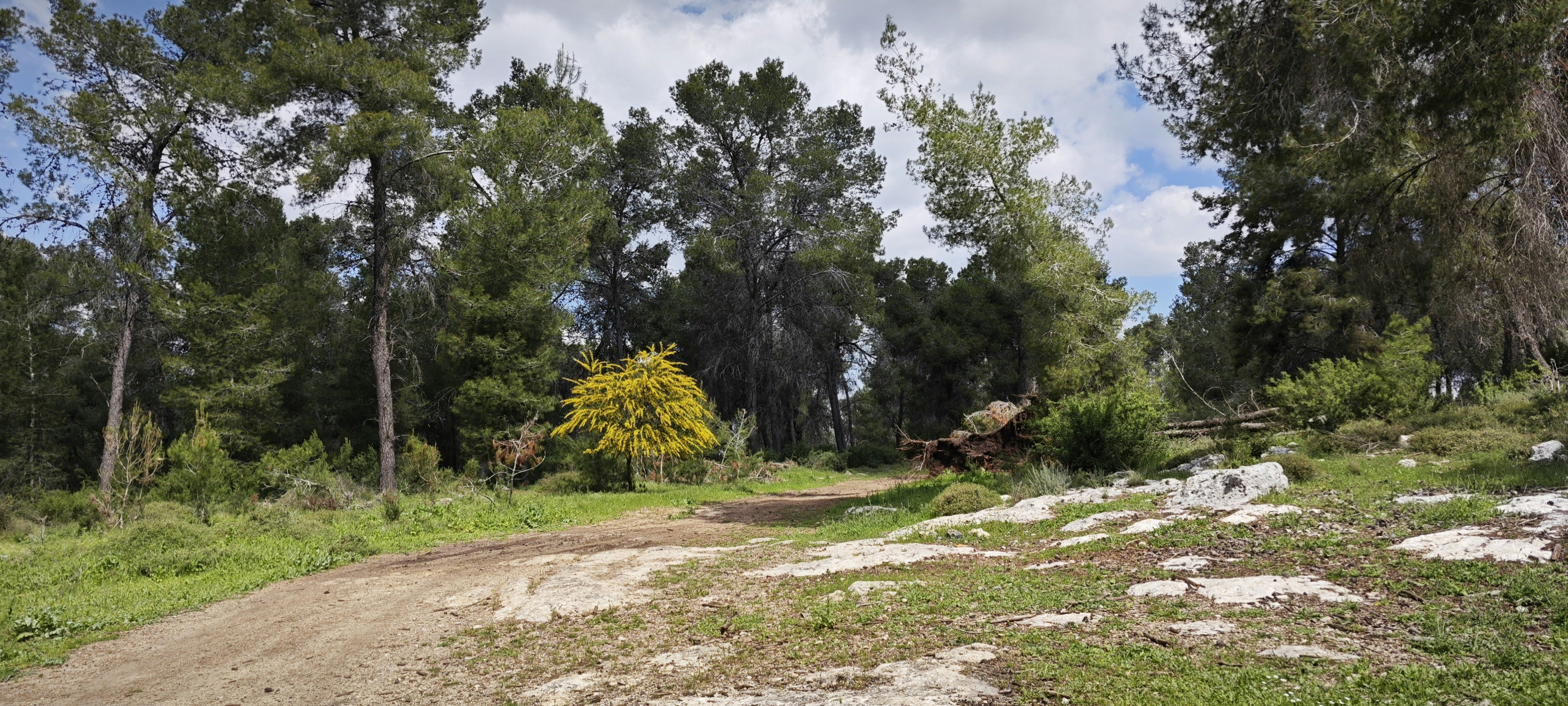 A tranquil forest path lined with vibrant greenery and scattered rocks under a partly cloudy sky.