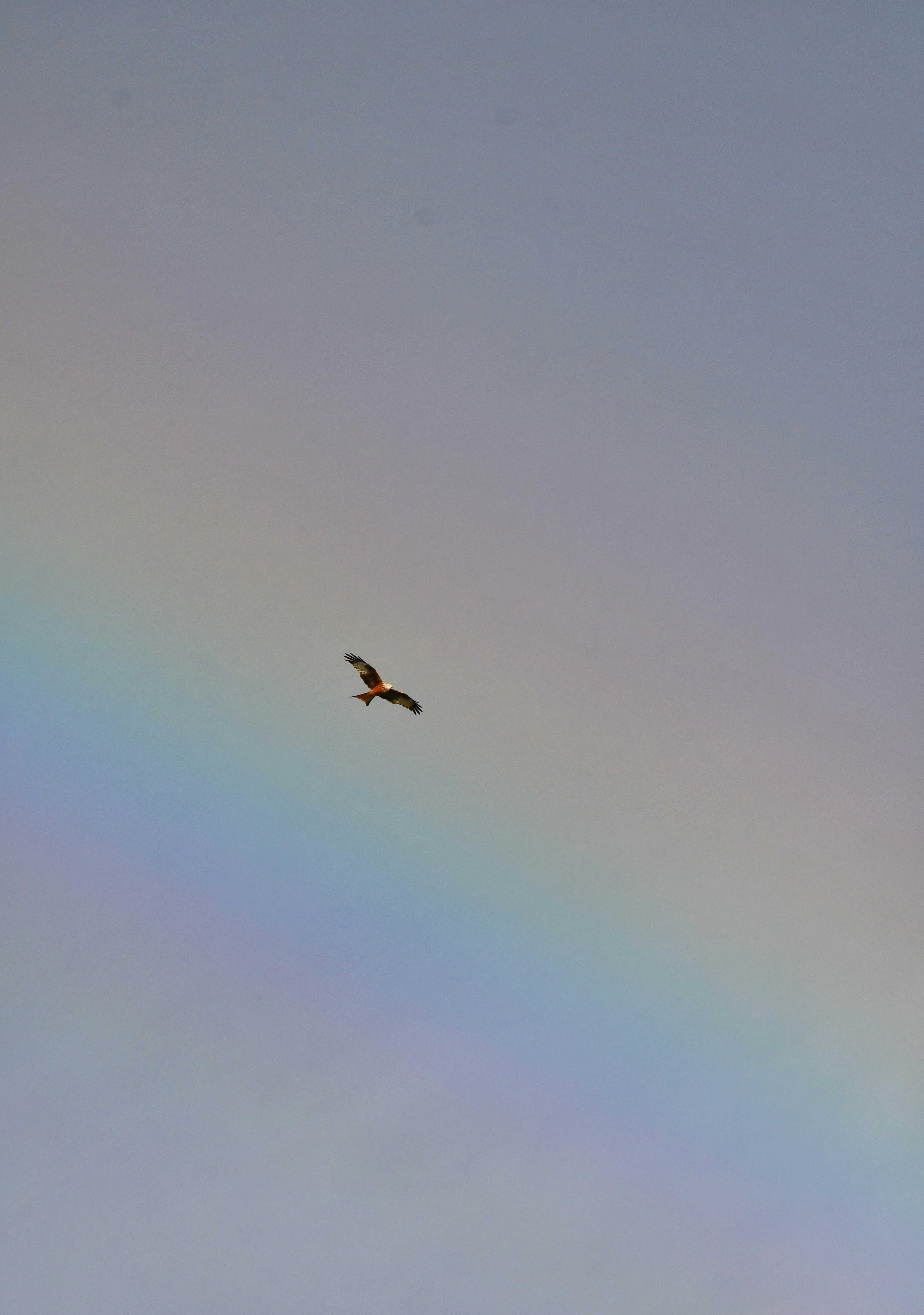 Flight under a pale rainbow: a lone bird crosses a quiet sky
