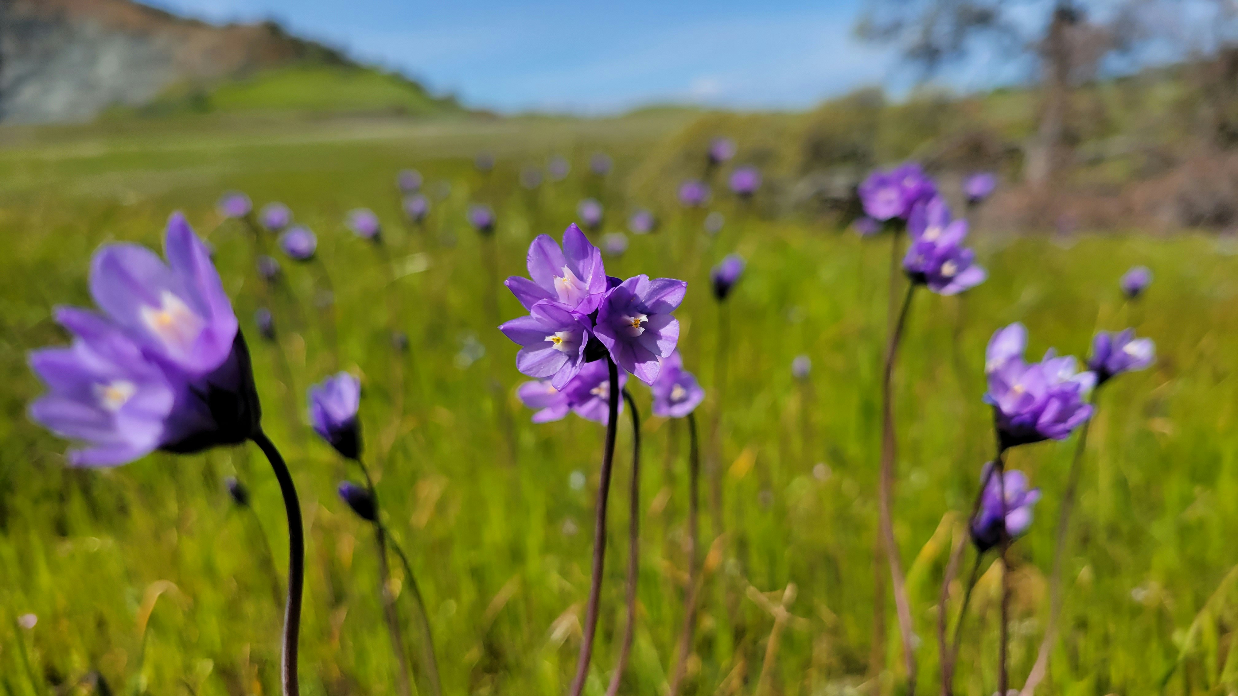 Meadow Bloom in Focus: Close-up of Purple Wildflowers