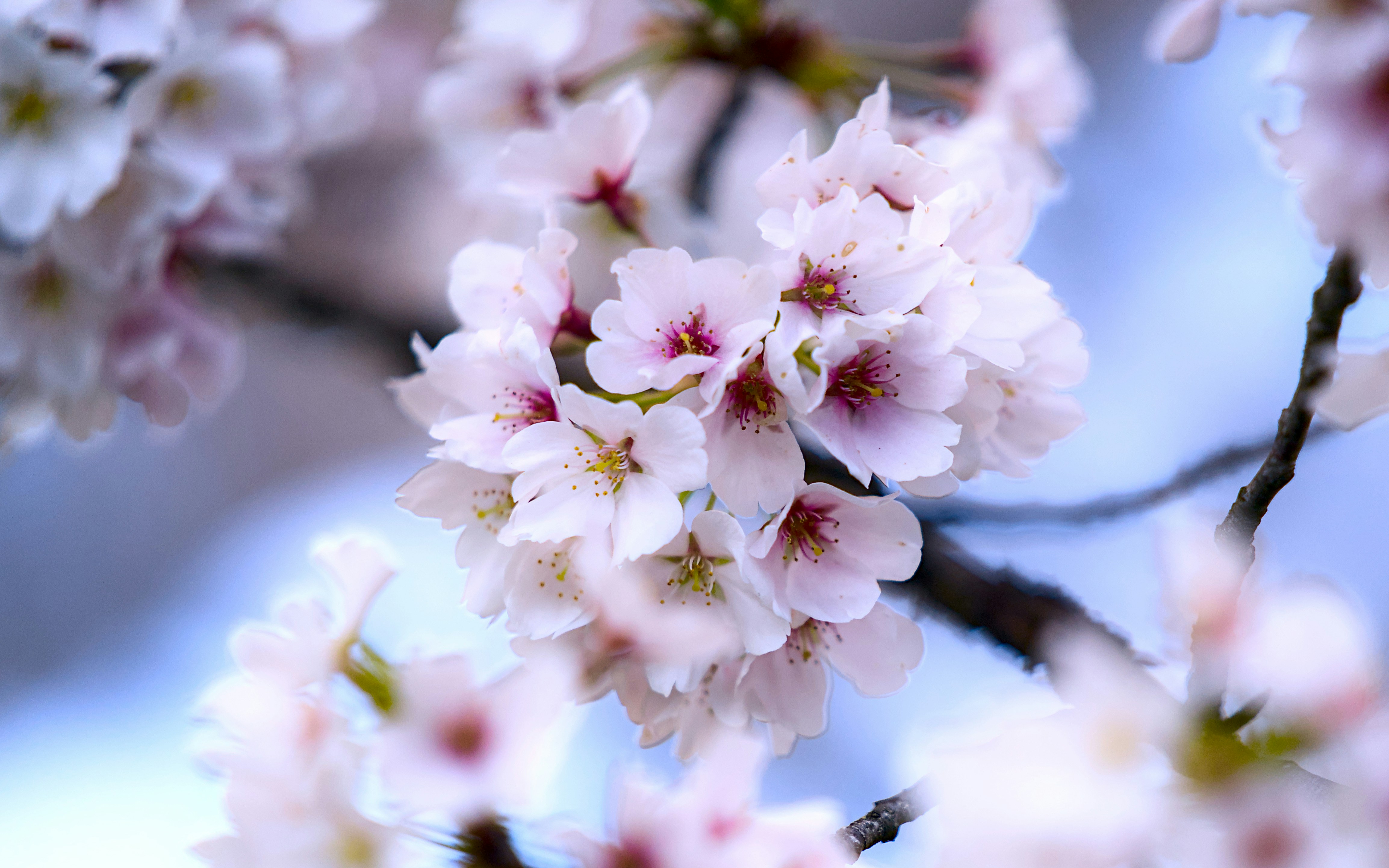 My first attempt of capturing the spring beauty Finally caught a glimpse of the stunning cherry blossoms! It was my first attempt at capturing this beauty, and I loved the vibrant pink hues against the perfect blue sky backdrop. Fun fact: did you know that the cherry blossoms in DC were gifted by Japan? It made me wonder how beautiful it would be to see them in Japan. 🌸🇯🇵
