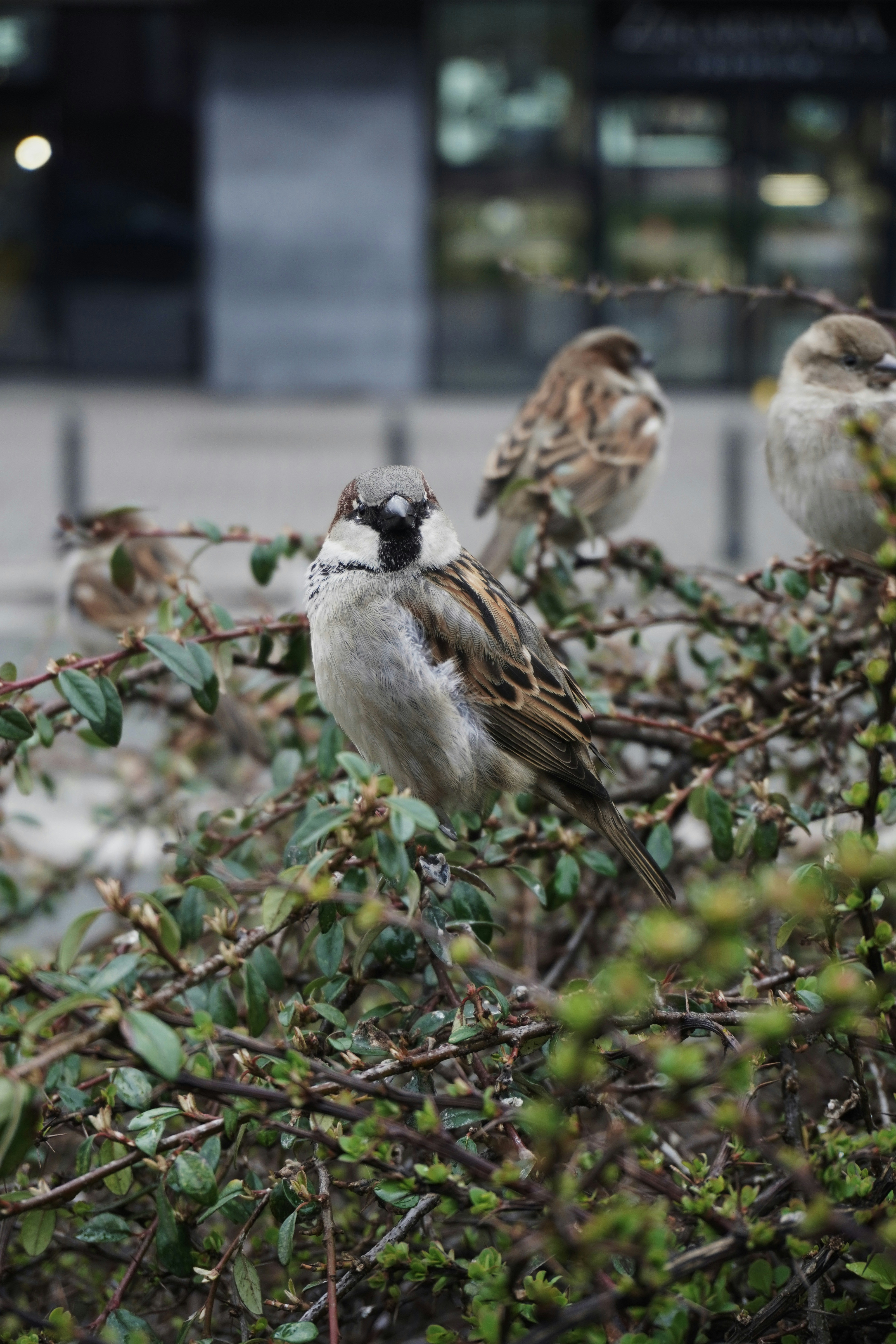 Sparrow Portraits on a Brambled Hedge in a Quiet City Square
