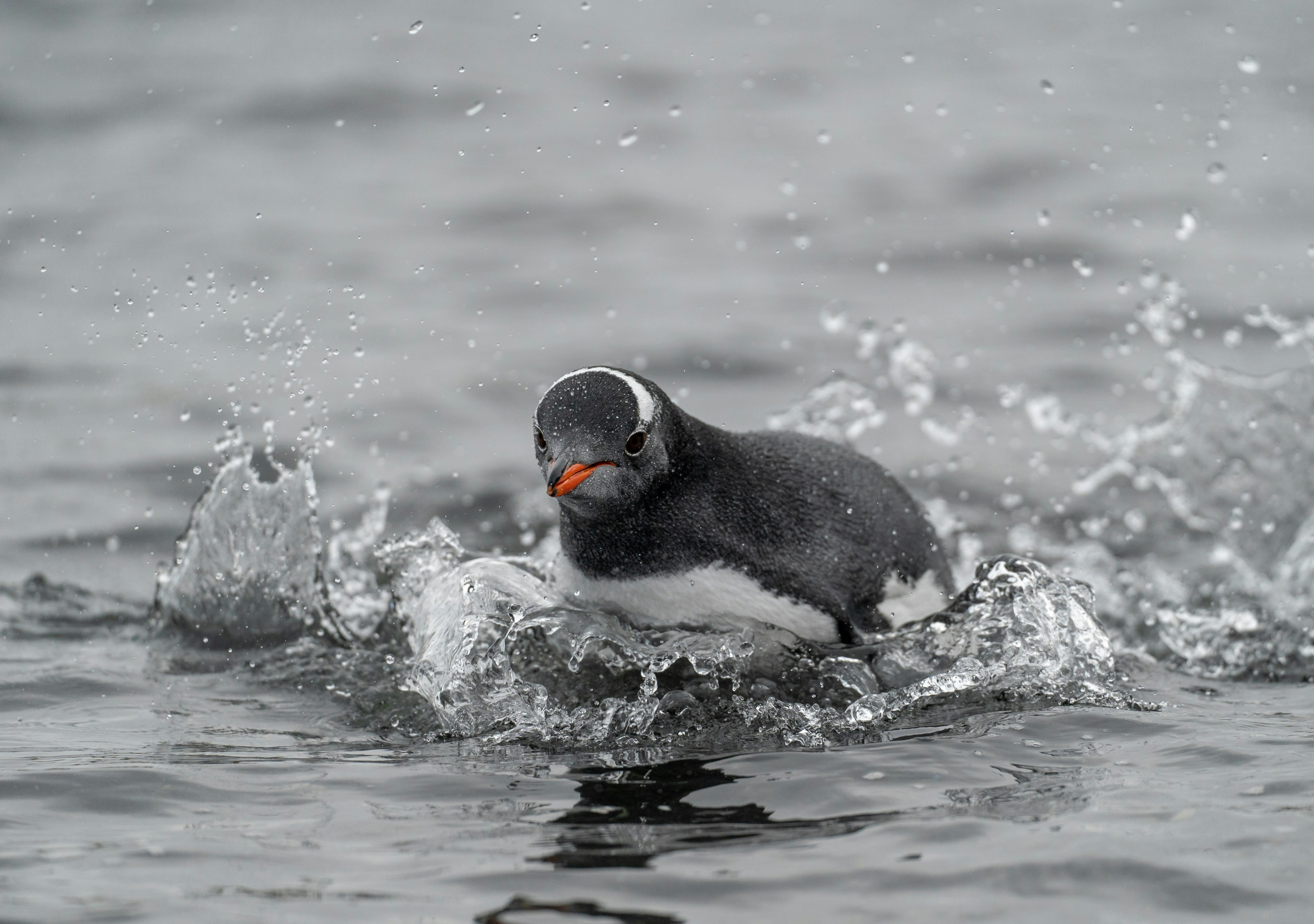a small penguin swimming in the water