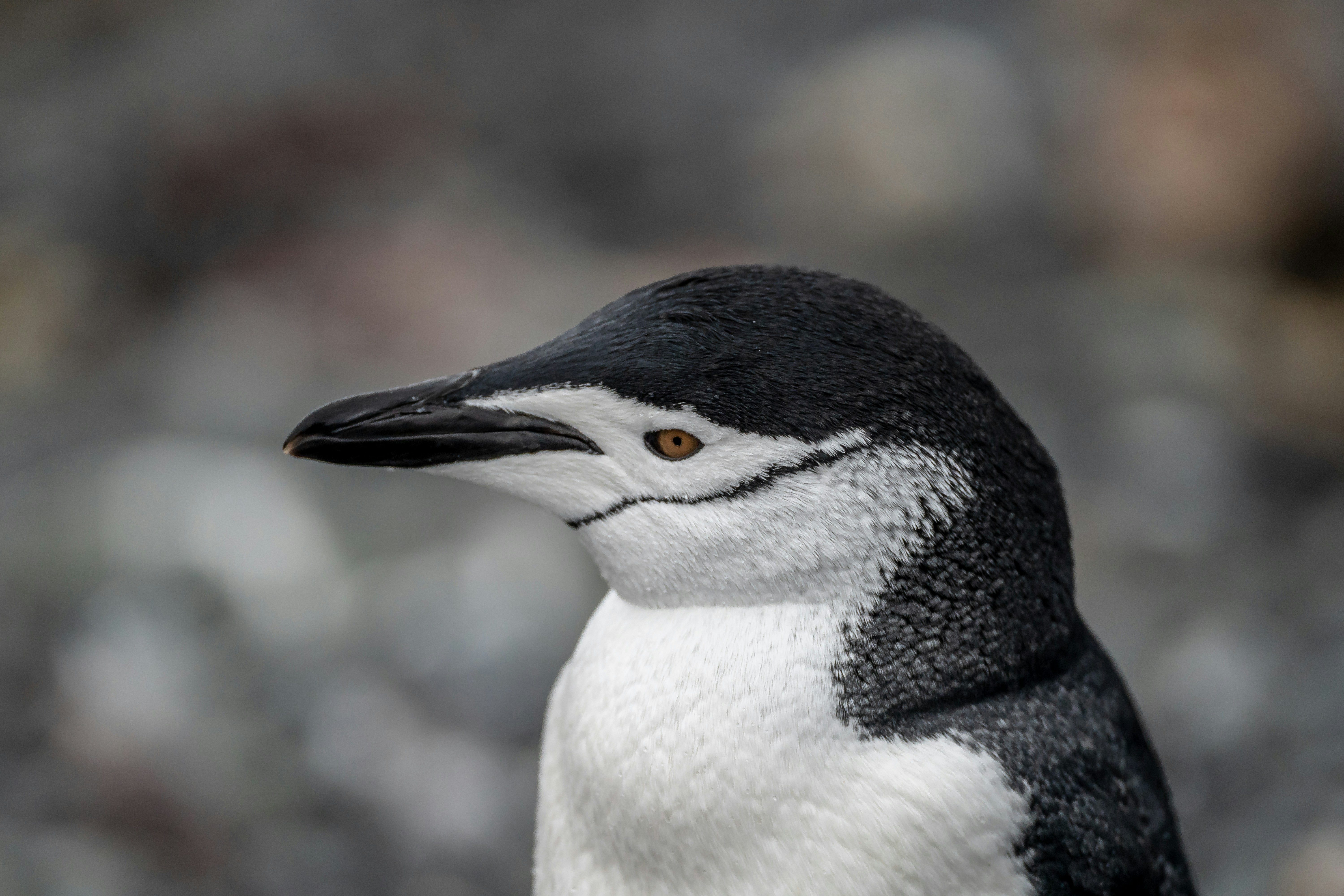 A black and white penguin standing on a rock photo – Free Penguin Image ...