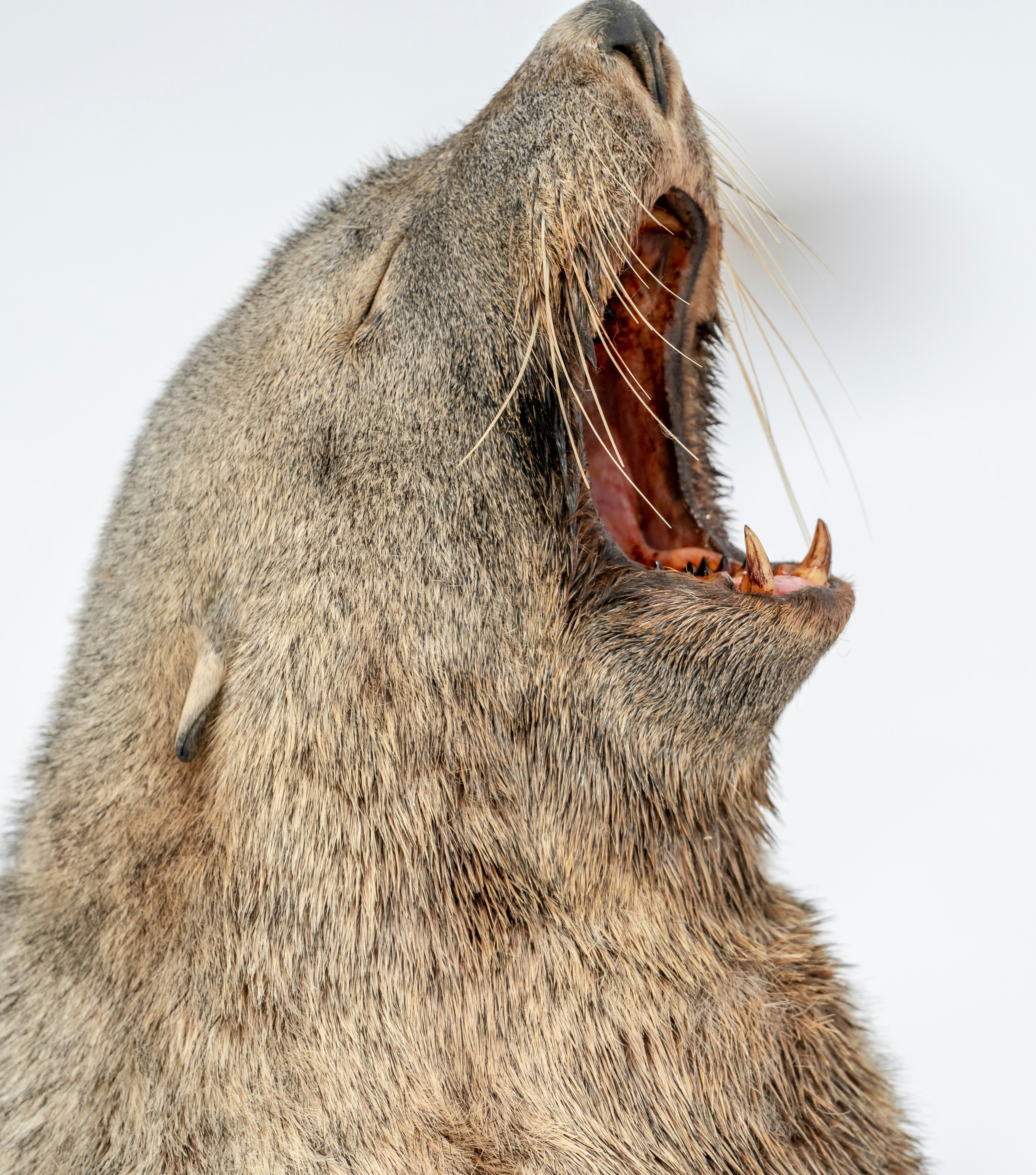 Foto Un primer plano de un animal con la boca abierta – Imagen Vida ...