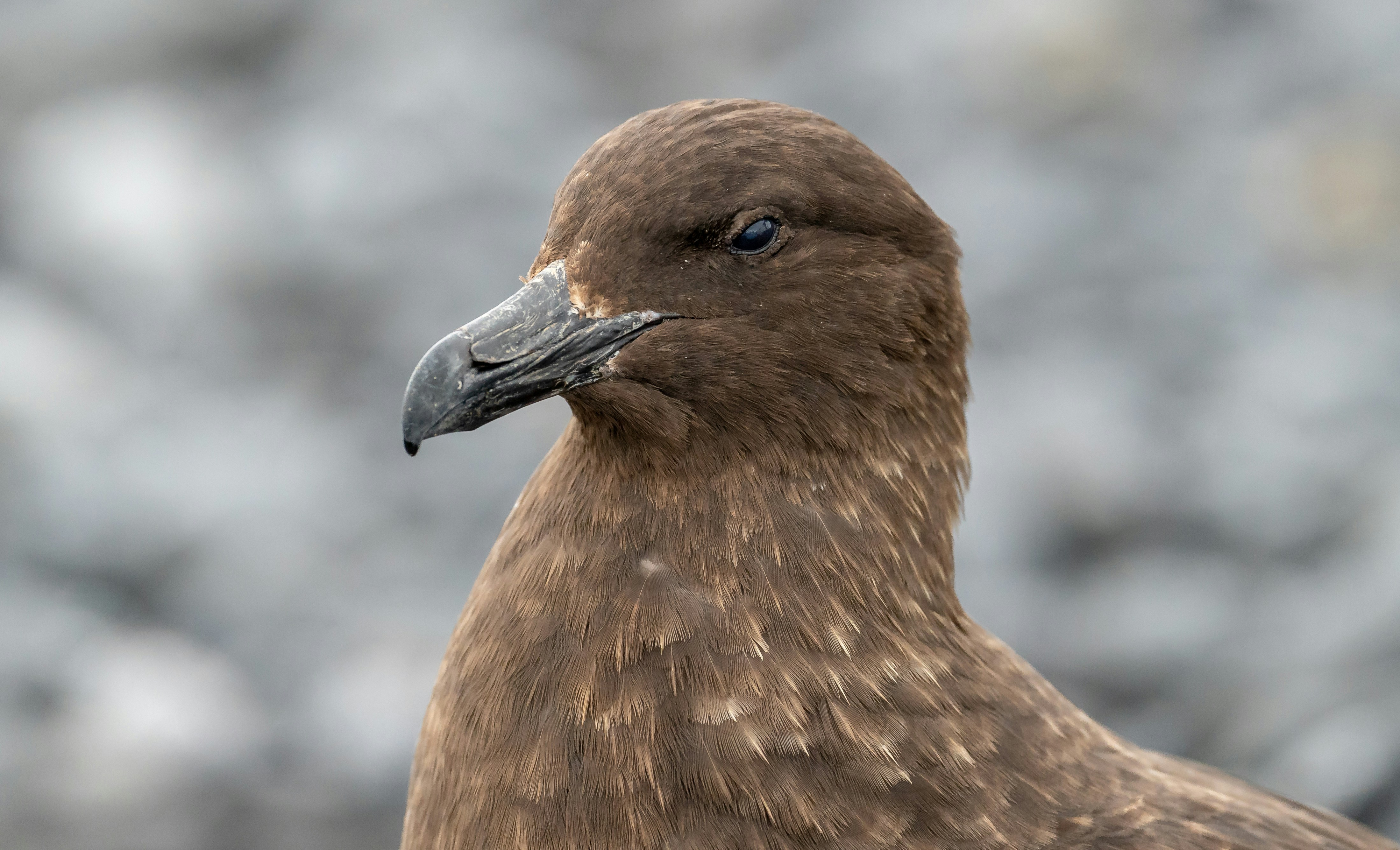 A close up of a bird with a blurry background photo – Free Animal Image ...