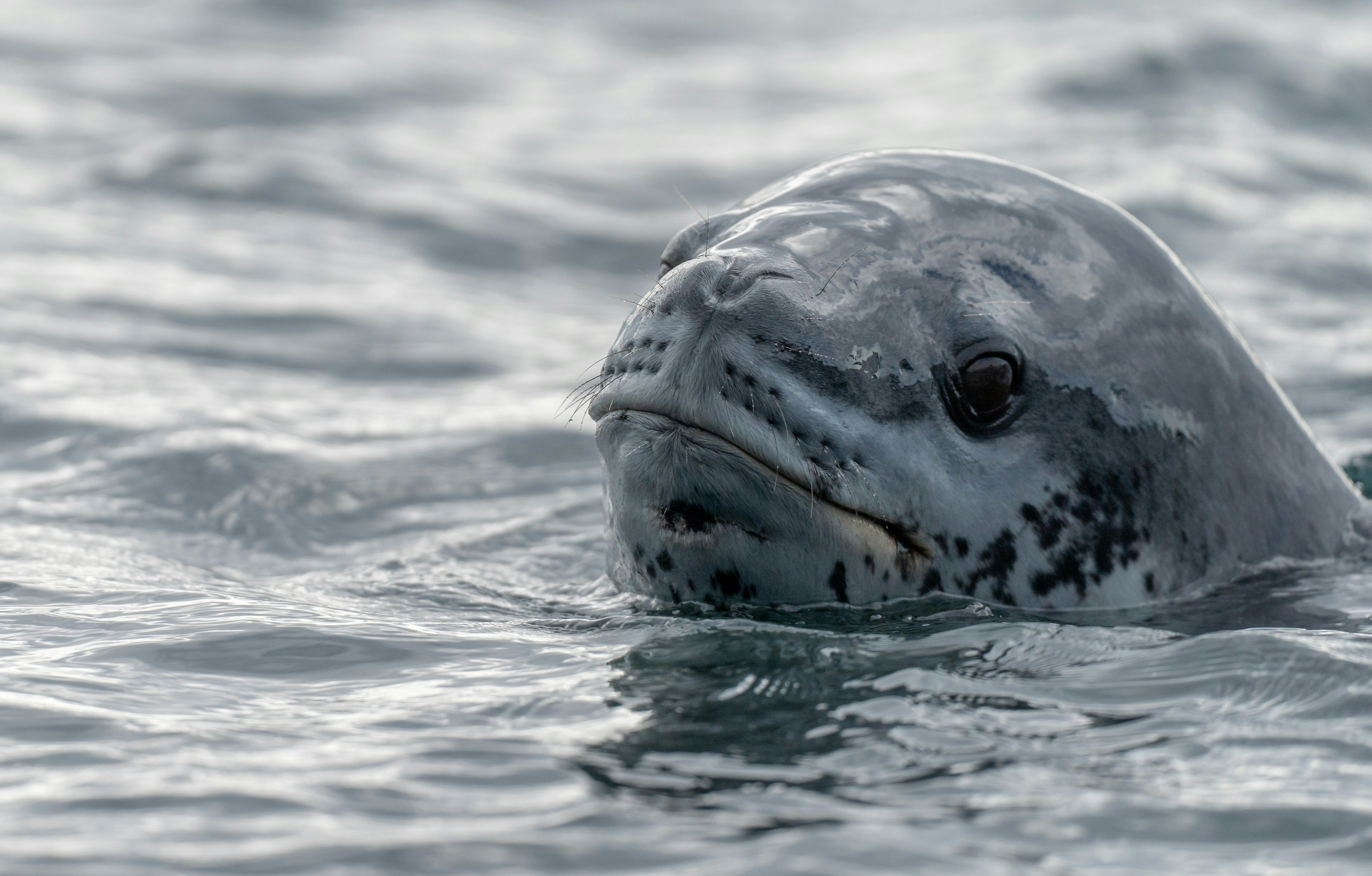Bilder zum Thema Seeleopard | Kostenlose Bilder auf Unsplash herunterladen