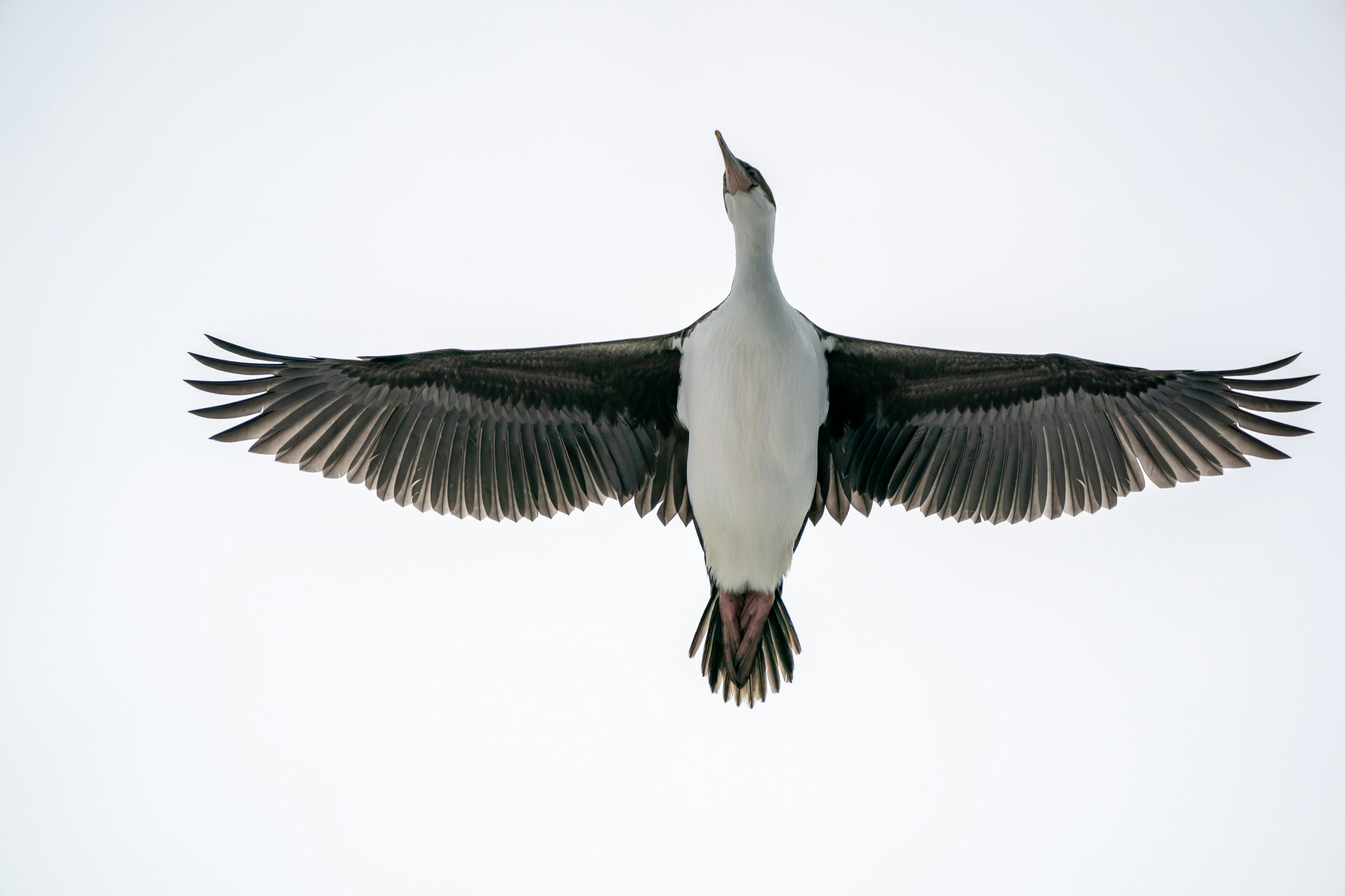 A bird gracefully soaring with outstretched wings against a soft, overcast sky.