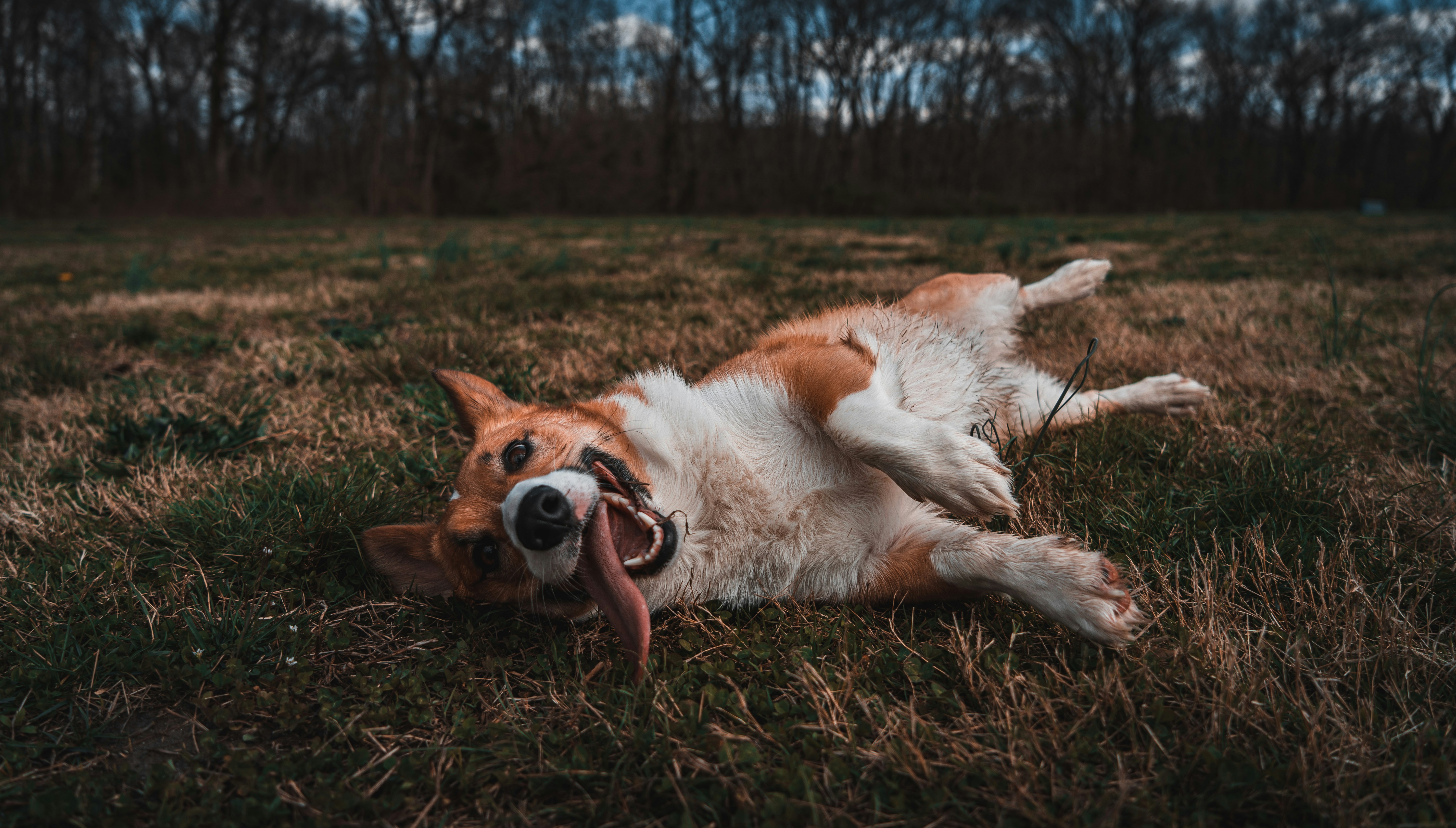 Tongue-Lolling Corgi in a Dusk-Dusted Field