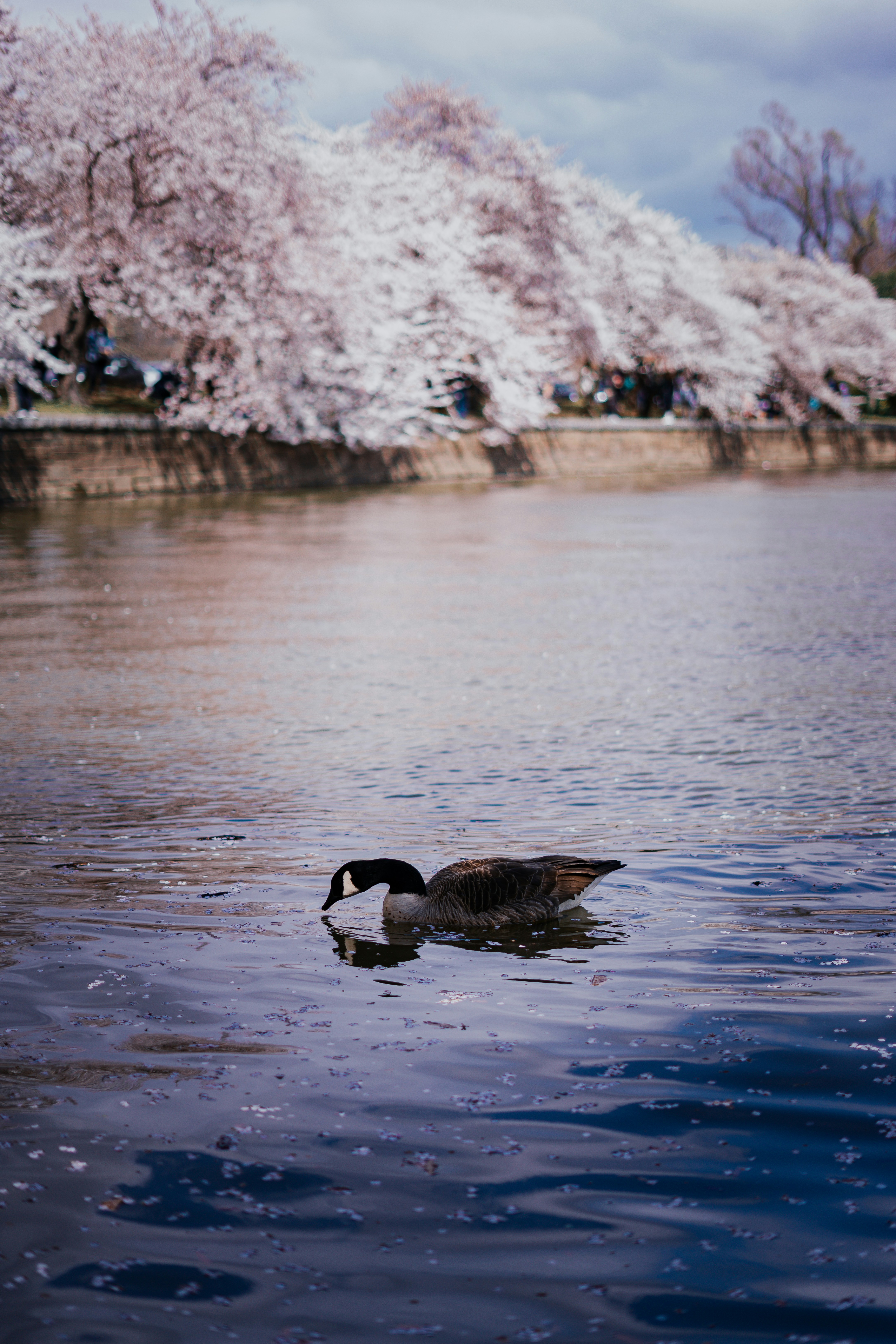 Floating Mallard Under Cherry Blossom Hues