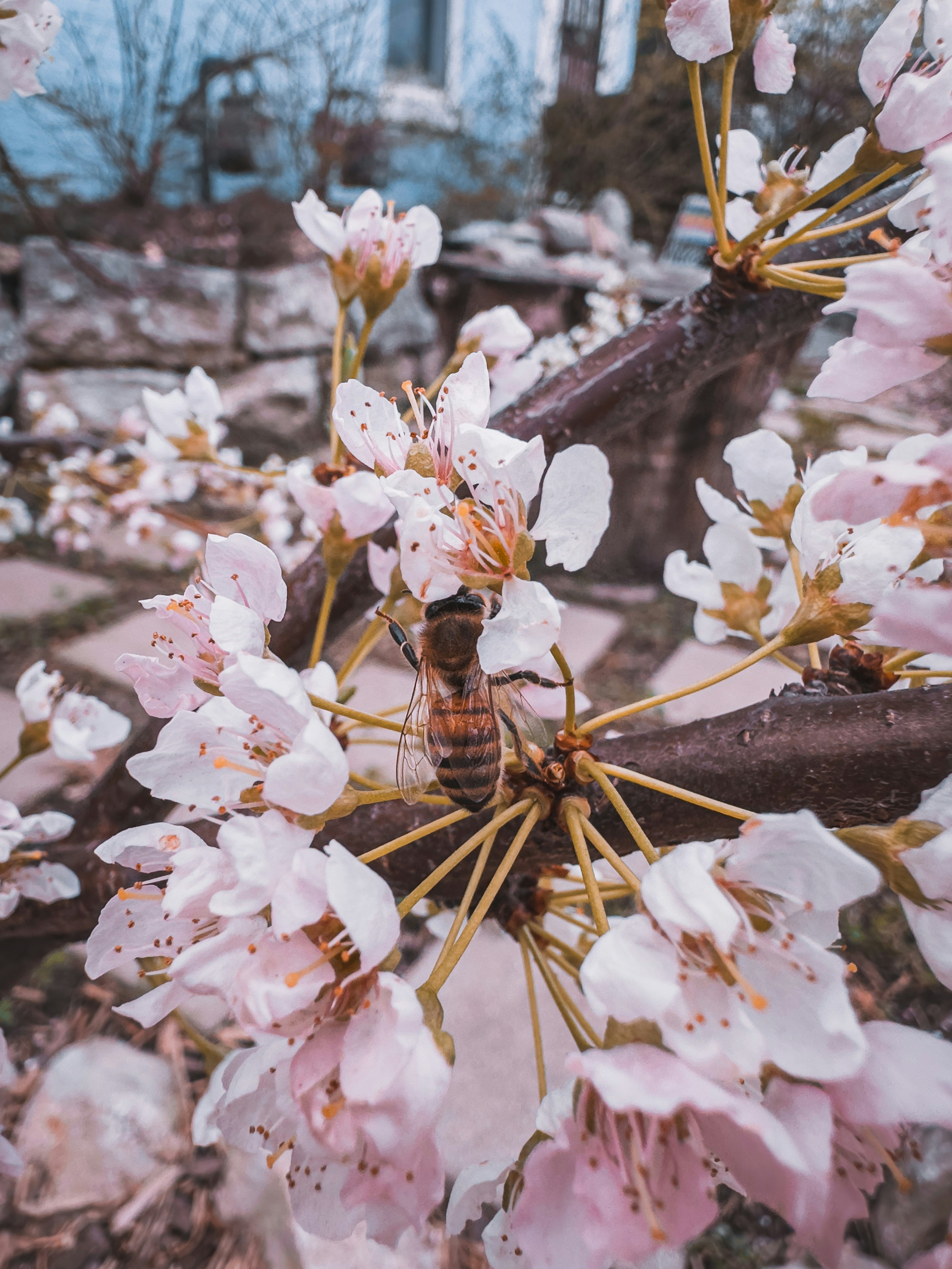 Honeybee on Powder-Pink Blossoms: Precision in a Spring Moment