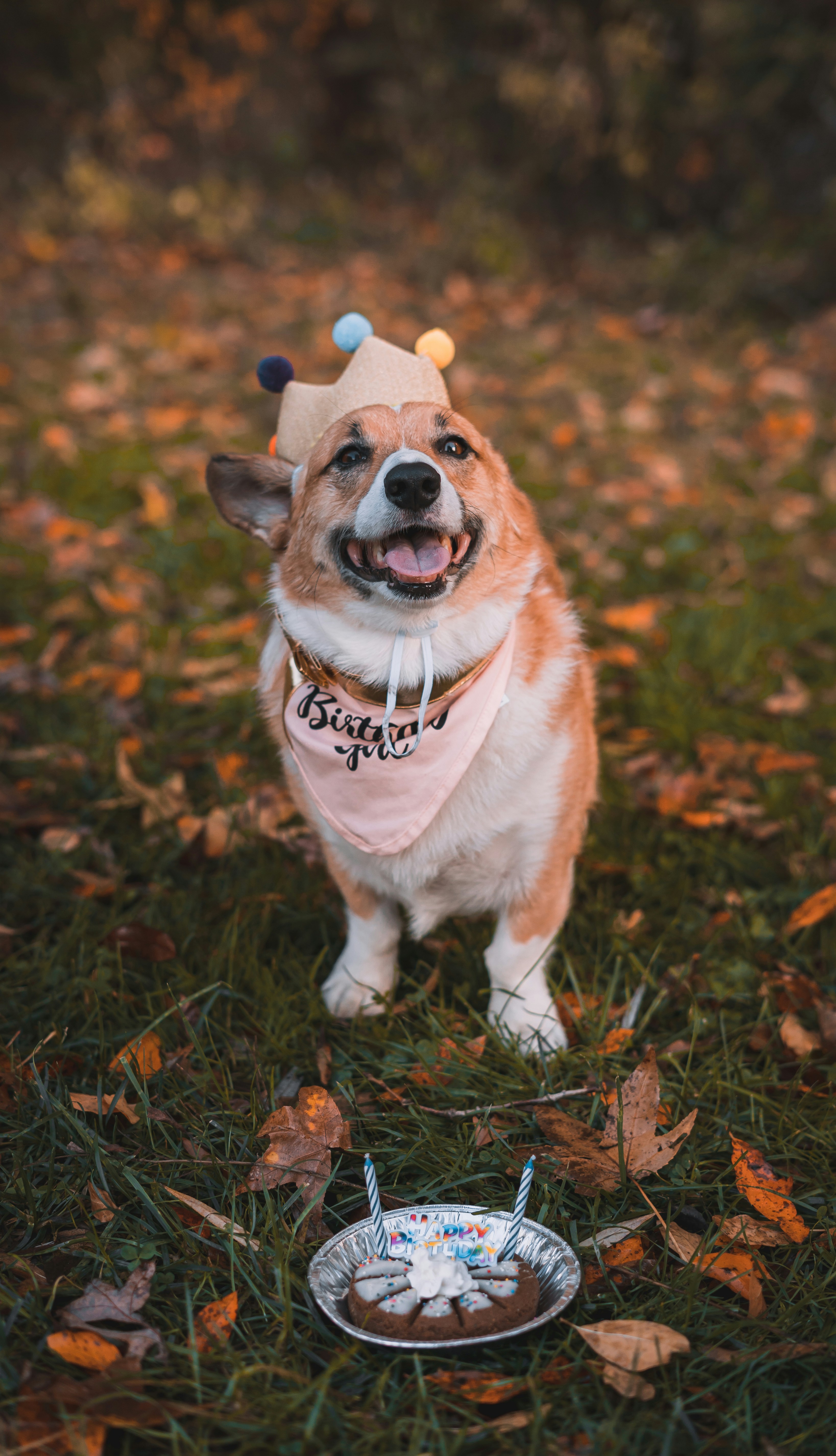Birthday Pup in a Peppermint Crown: A Joyful Moment in Autumn