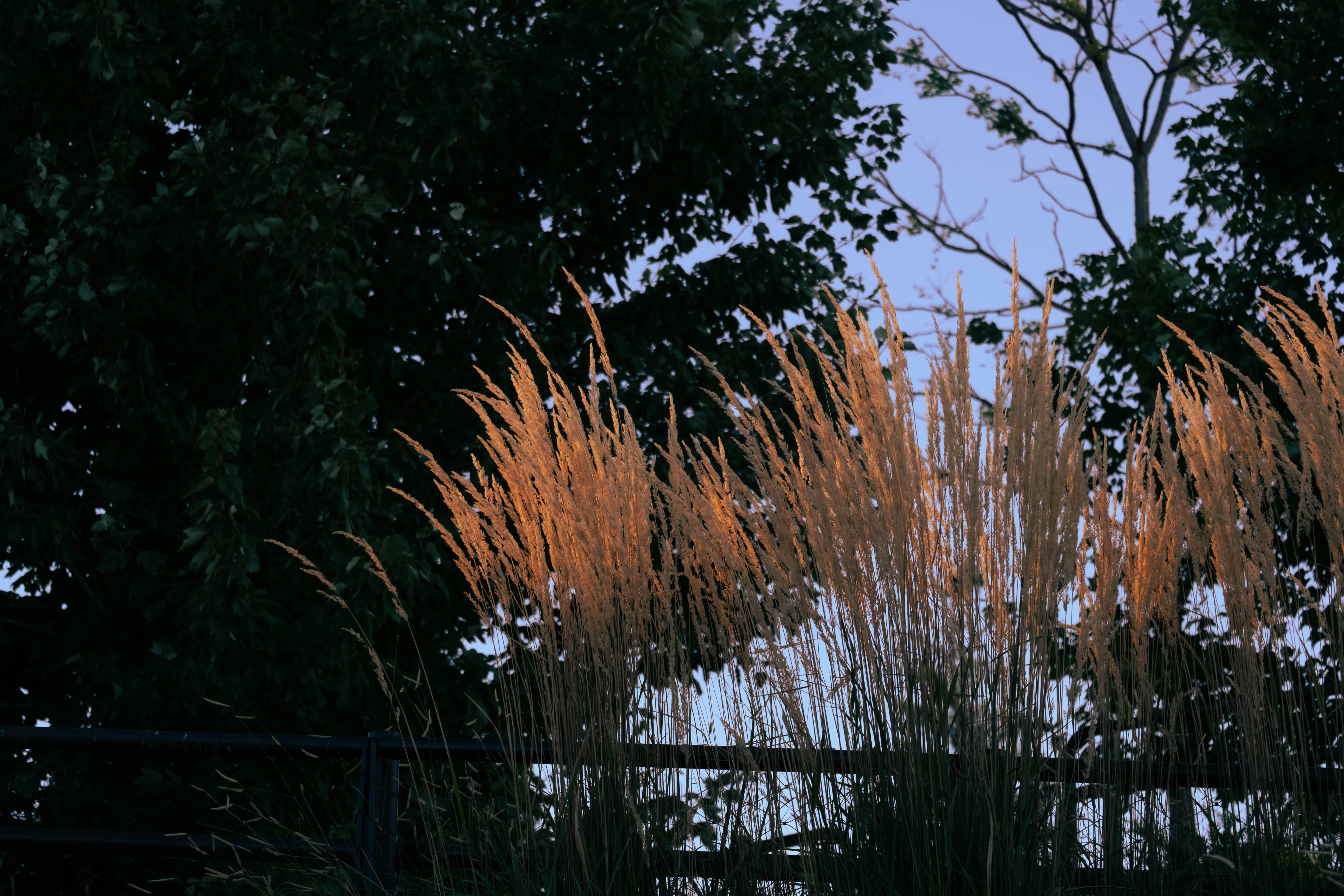 Amber Tufts at Dusk: A Quiet Fence Line in Twilight