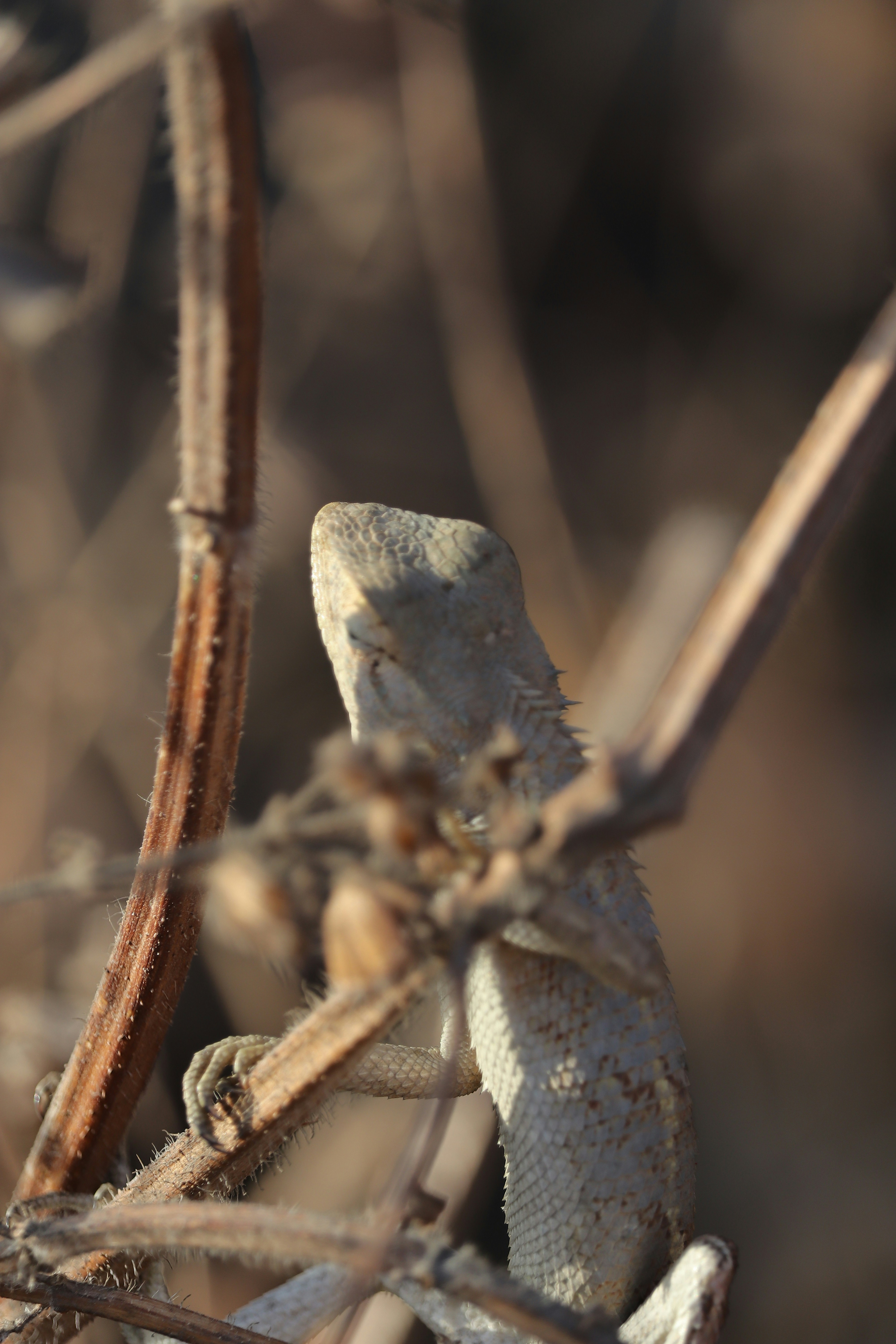 Hidden Scale: A Prickly Lizard in Quiet Backlight