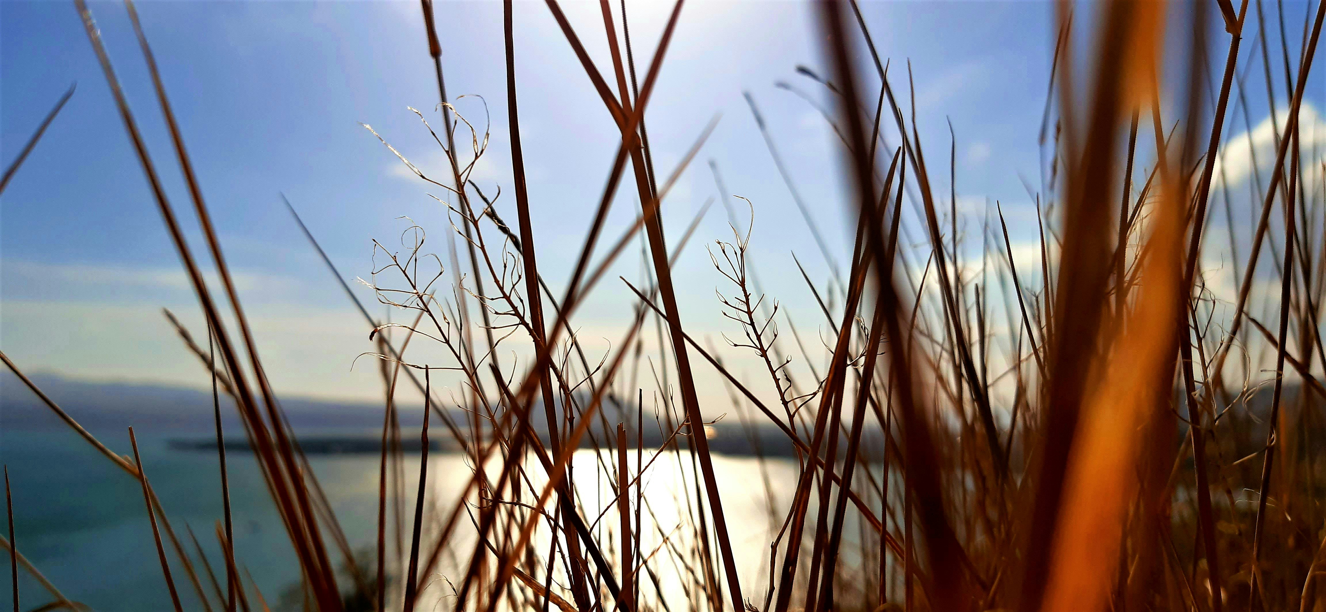 Golden grasses frame a tranquil seascape, capturing the shimmering water under a bright sky.