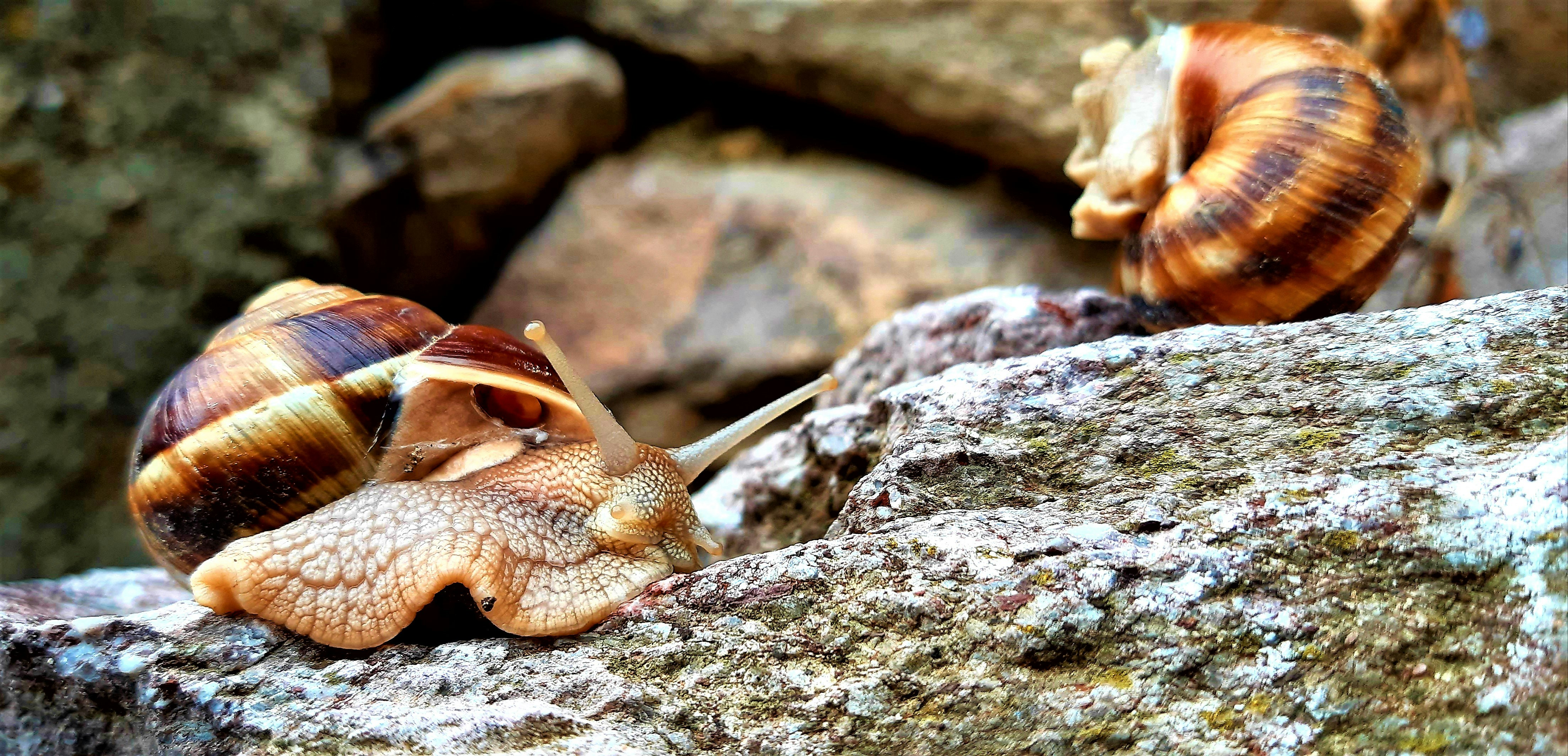 A couple of snails that are sitting on a rock photo – Free Animals ...