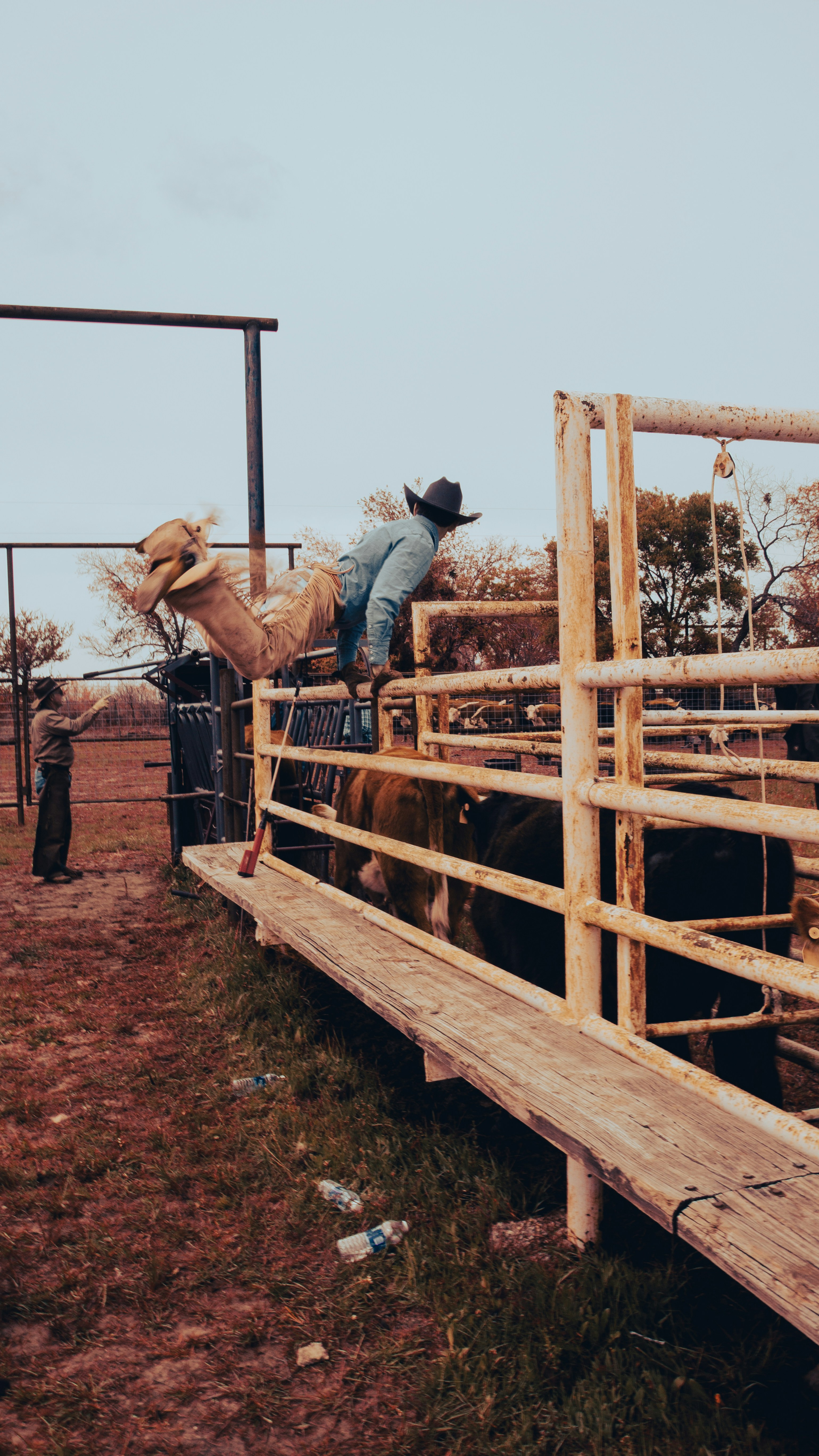 Cowboy Working Cows On 7M Ranch