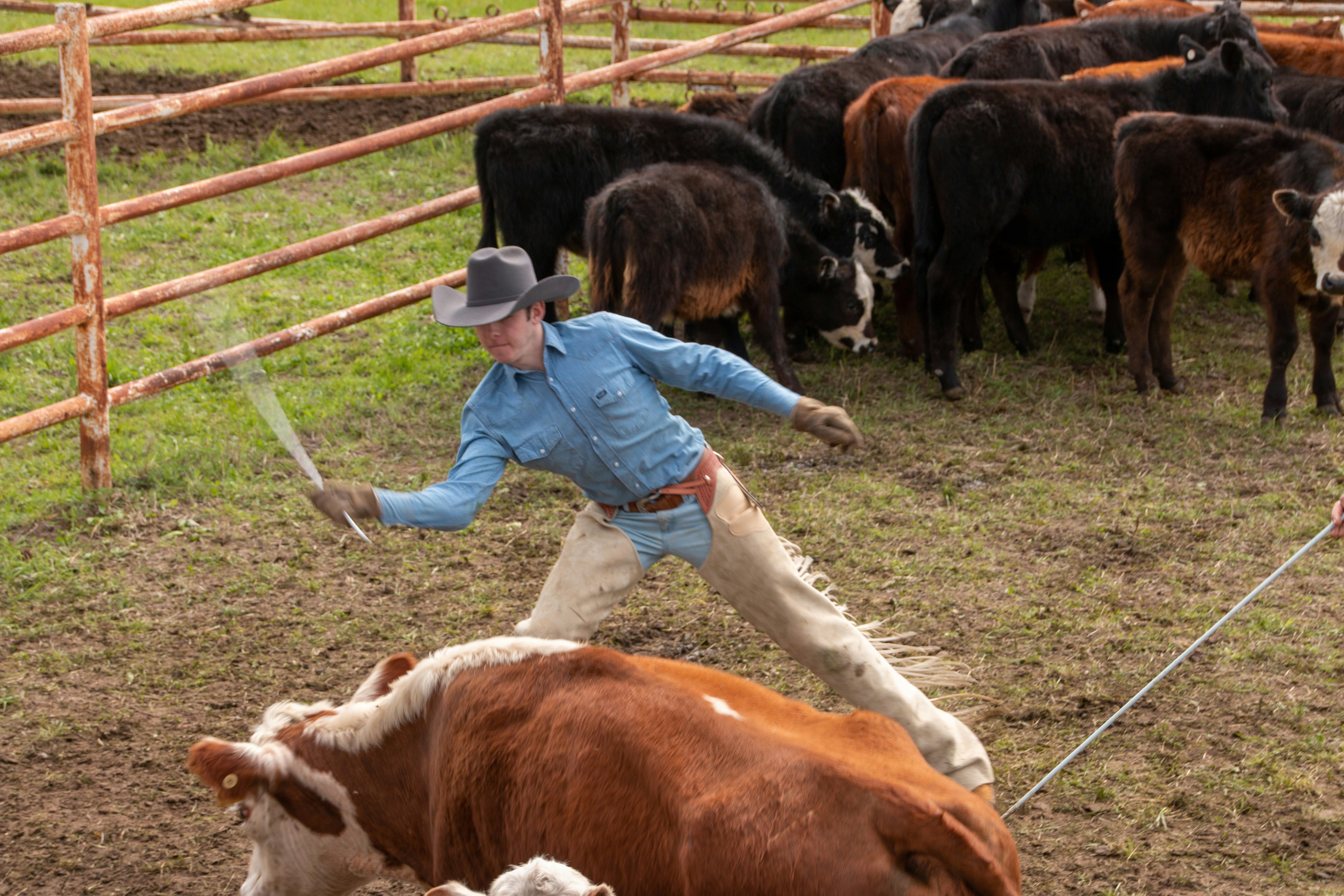 Lariat in Flight: A Cowboy's Dash to Rope in the Round Pen