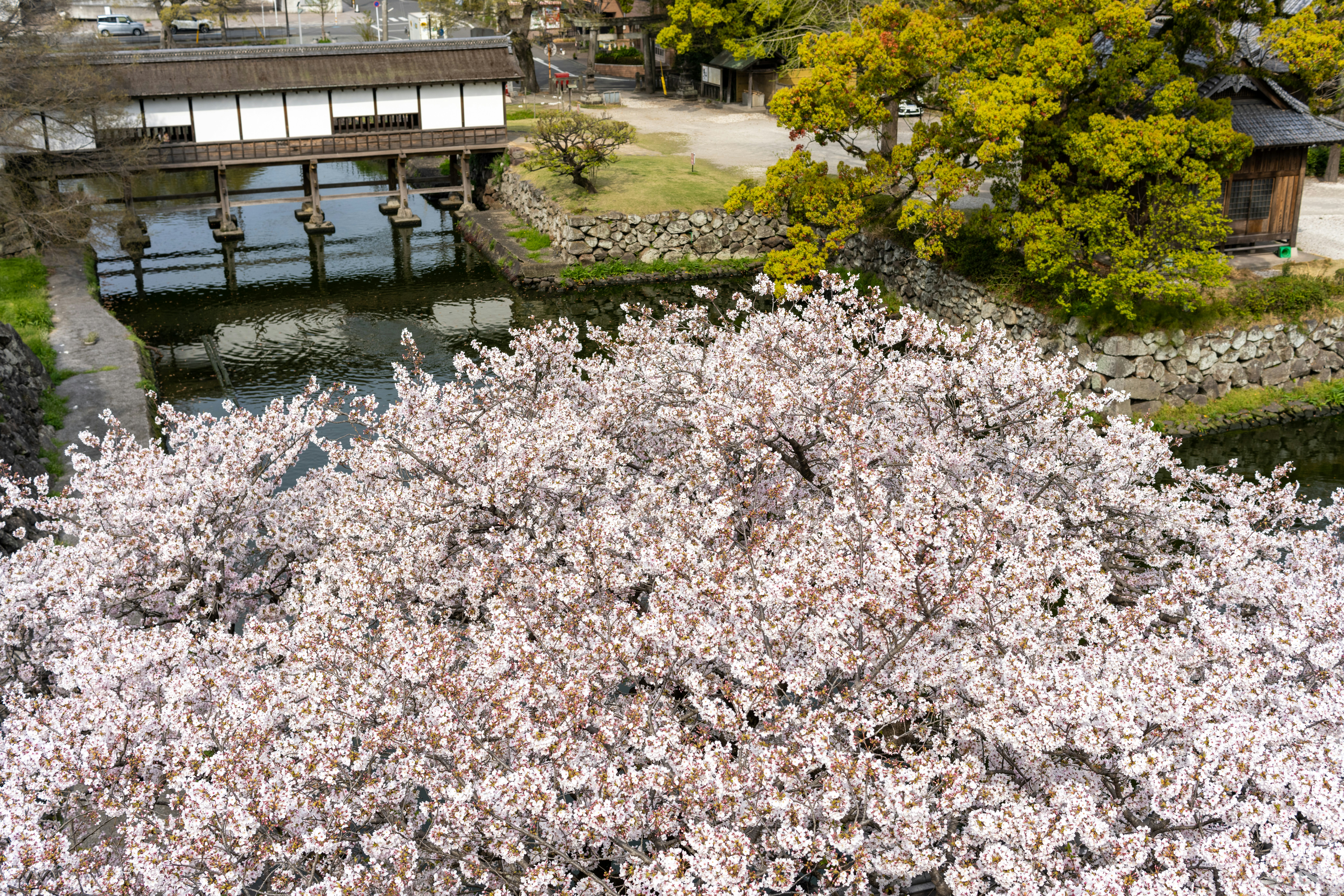 Petals Over the Riverside: Sakura Canopy Framing a Quiet Japanese Garden