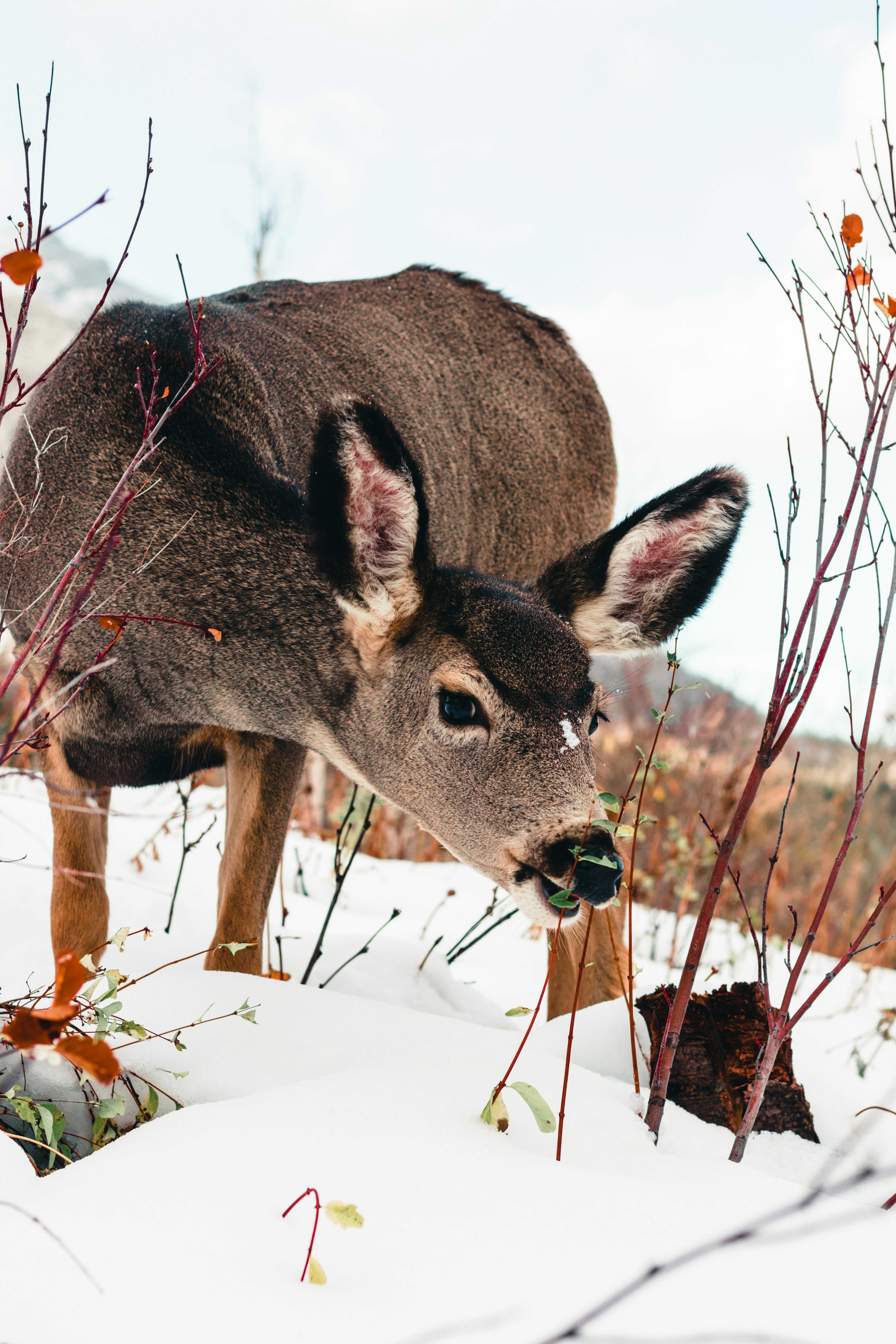Grazing in White: A Deer Navigates Snow Amid Bare Brush