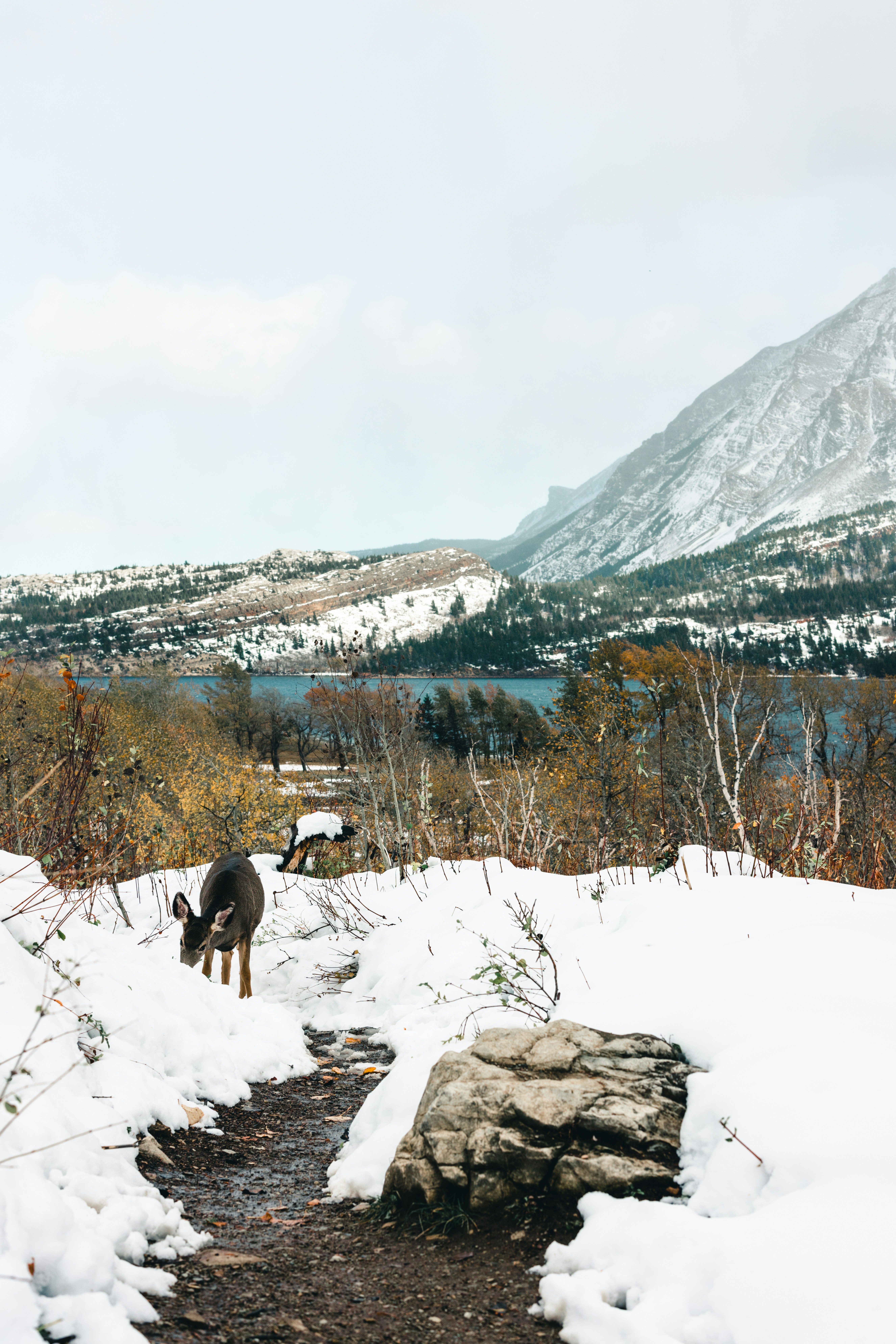 Deer Pause on a Snowbound Trail Beneath Alpine Peaks