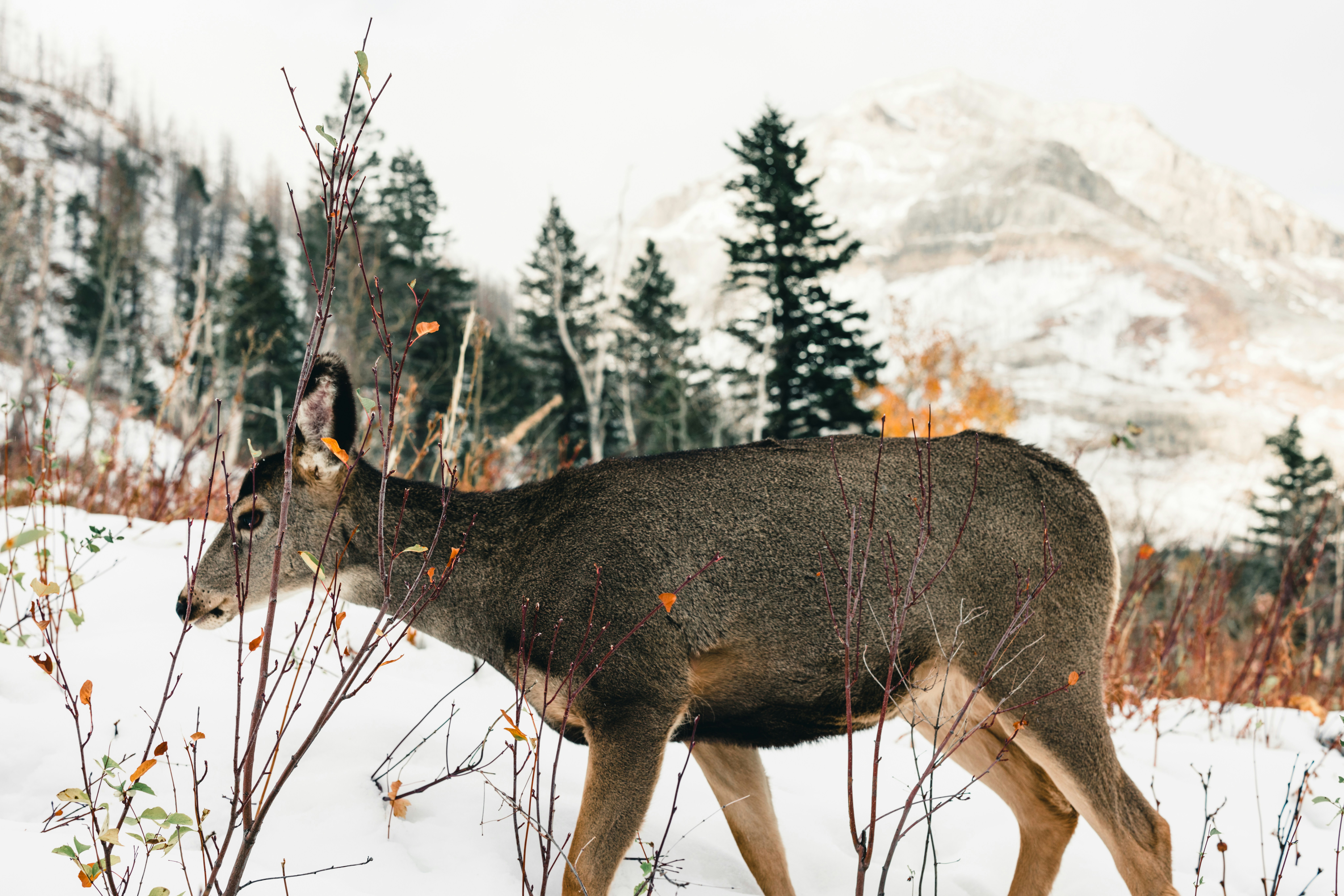A deer walking through a snow covered forest photo – Free Outdoors ...