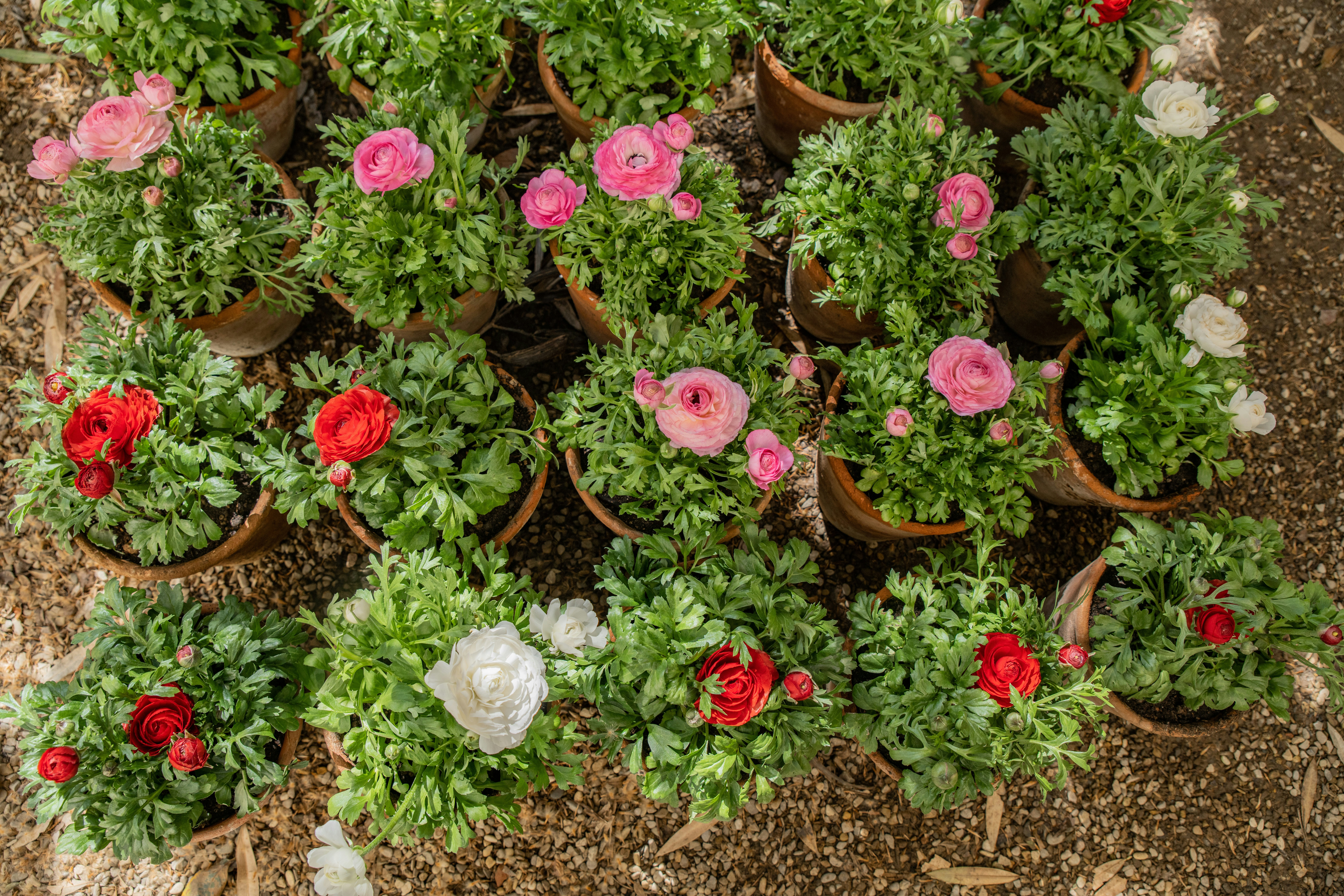 A group of potted plants with pink and red flowers photo – Free Pot ...