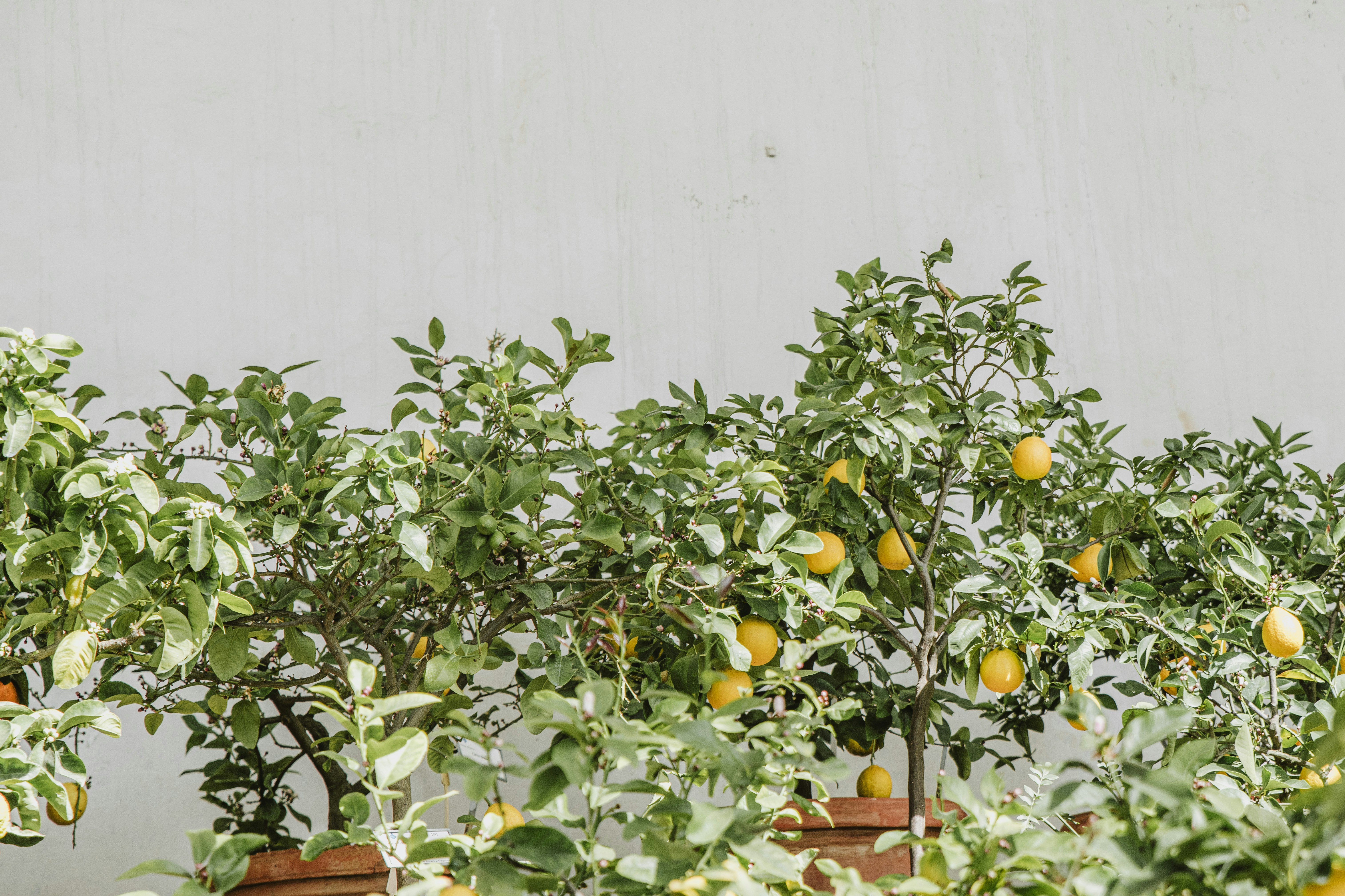 A row of potted lemon trees in front of a white wall photo – Free Food ...