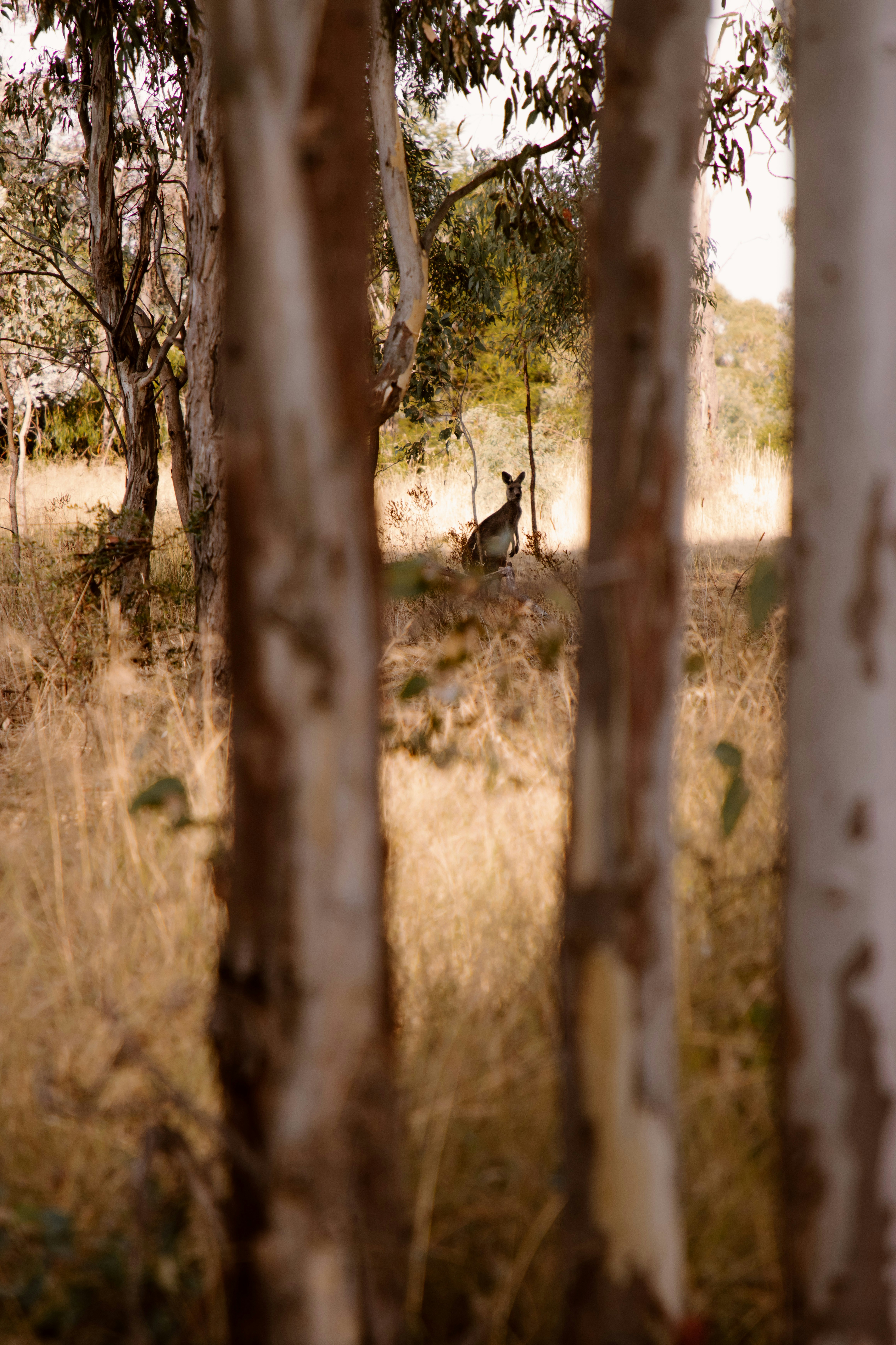 Whispering Doe Amid Birch Fingers at Golden Hour