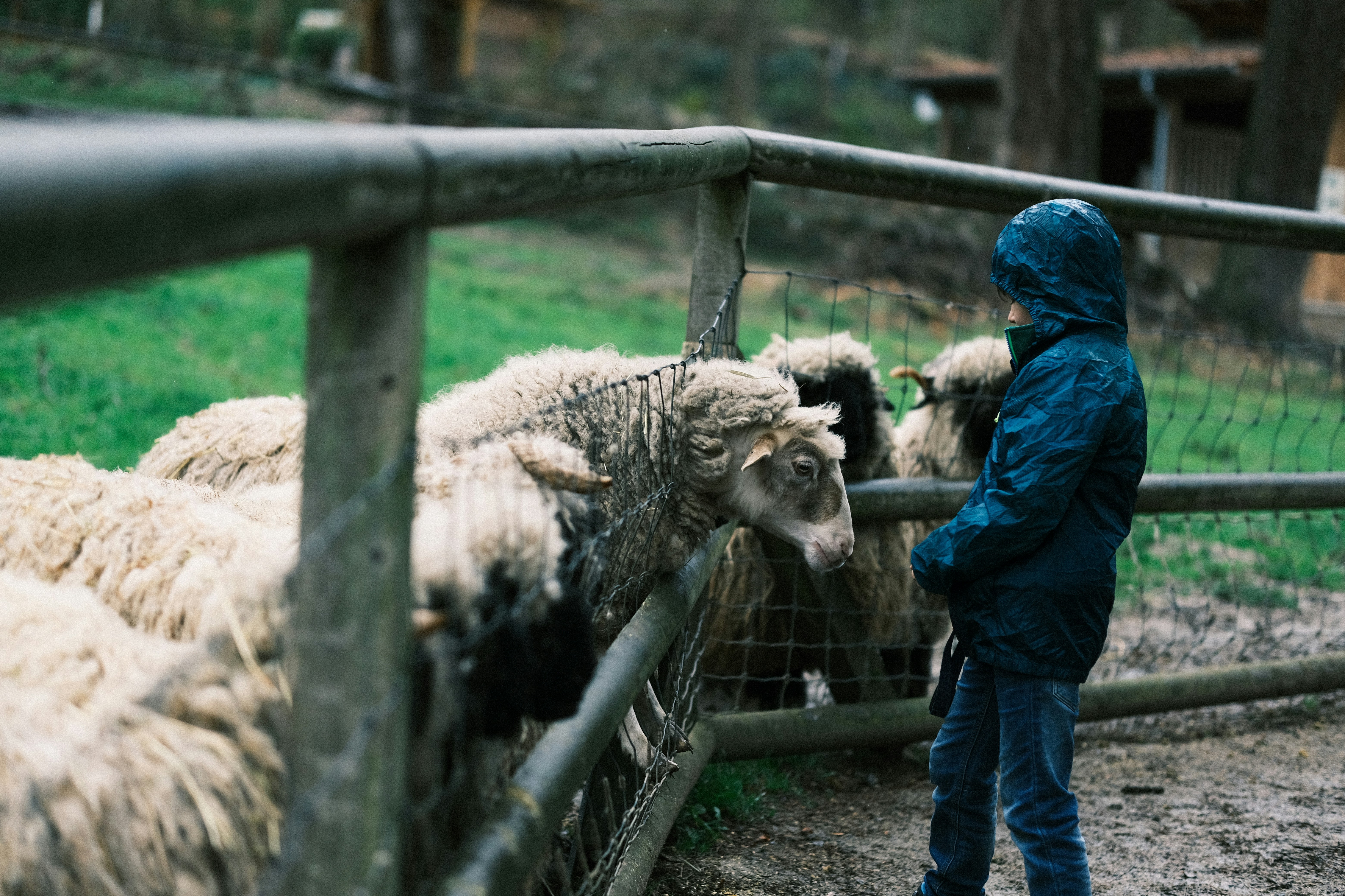 Blue Rain, Quiet Gaze: A Child and Sheep at the Farm Fence