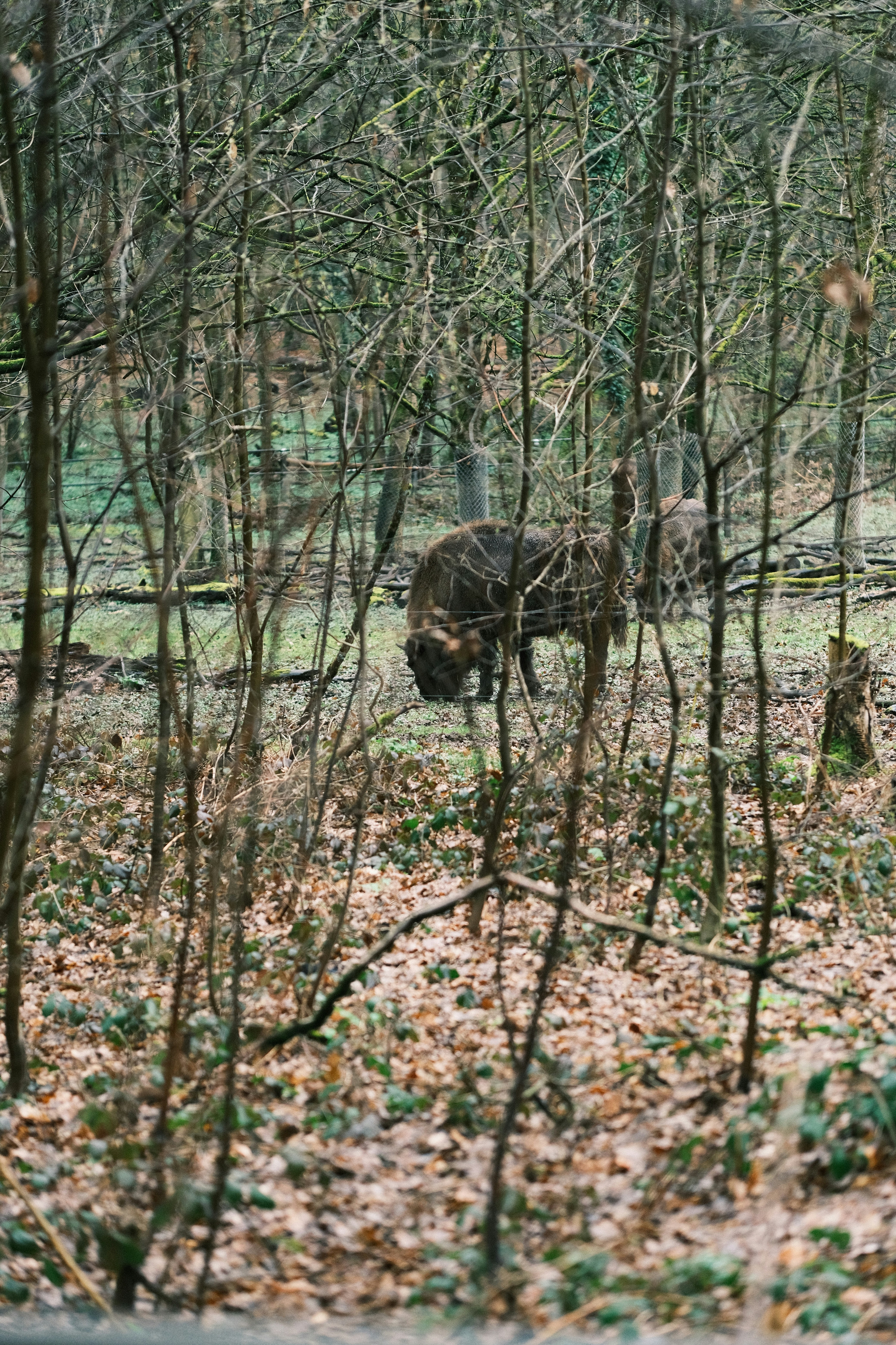 a wild animal in a wooded area with trees