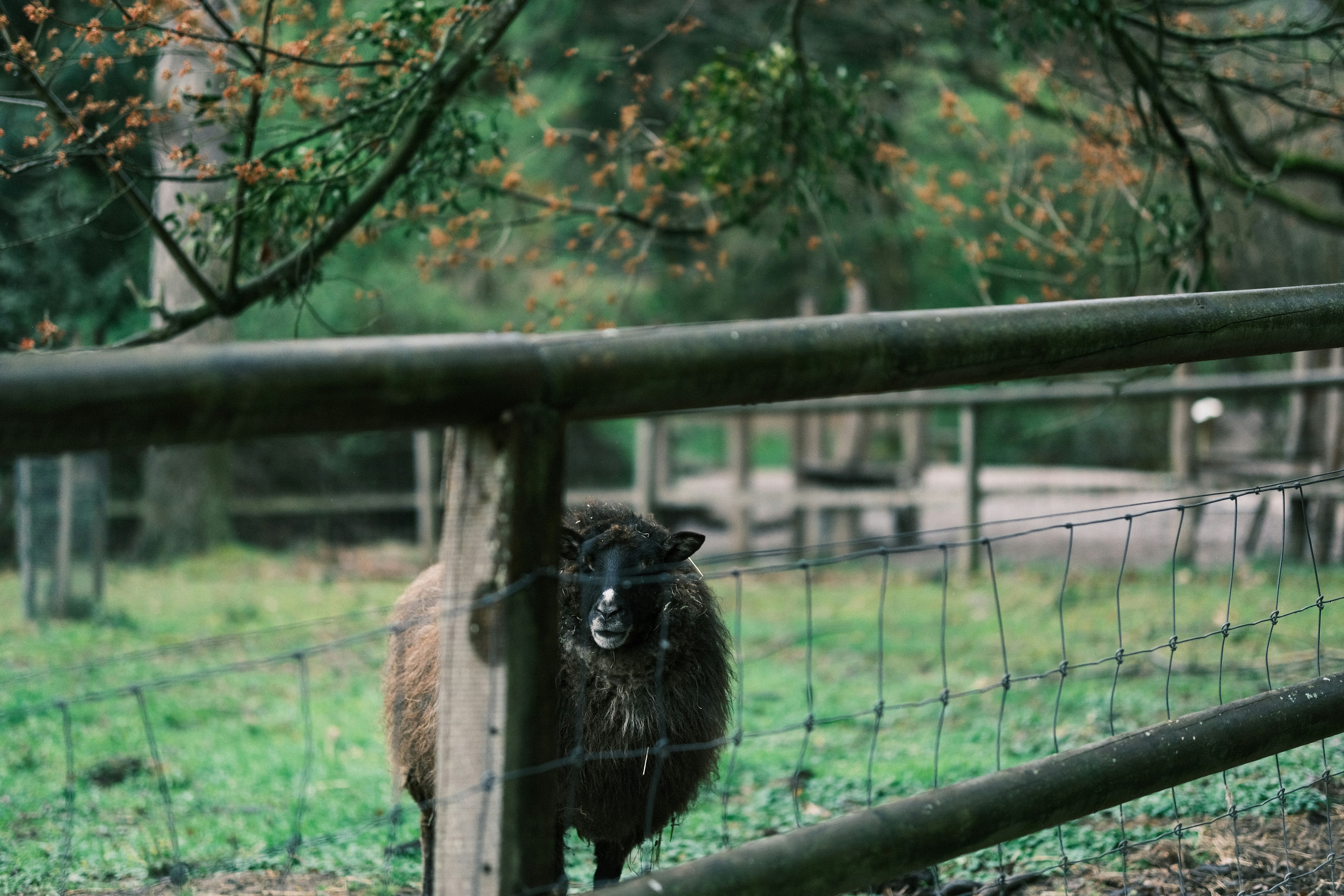 Glimpse Through the Wire: A Woolly Sentinel in Dappled Pasture