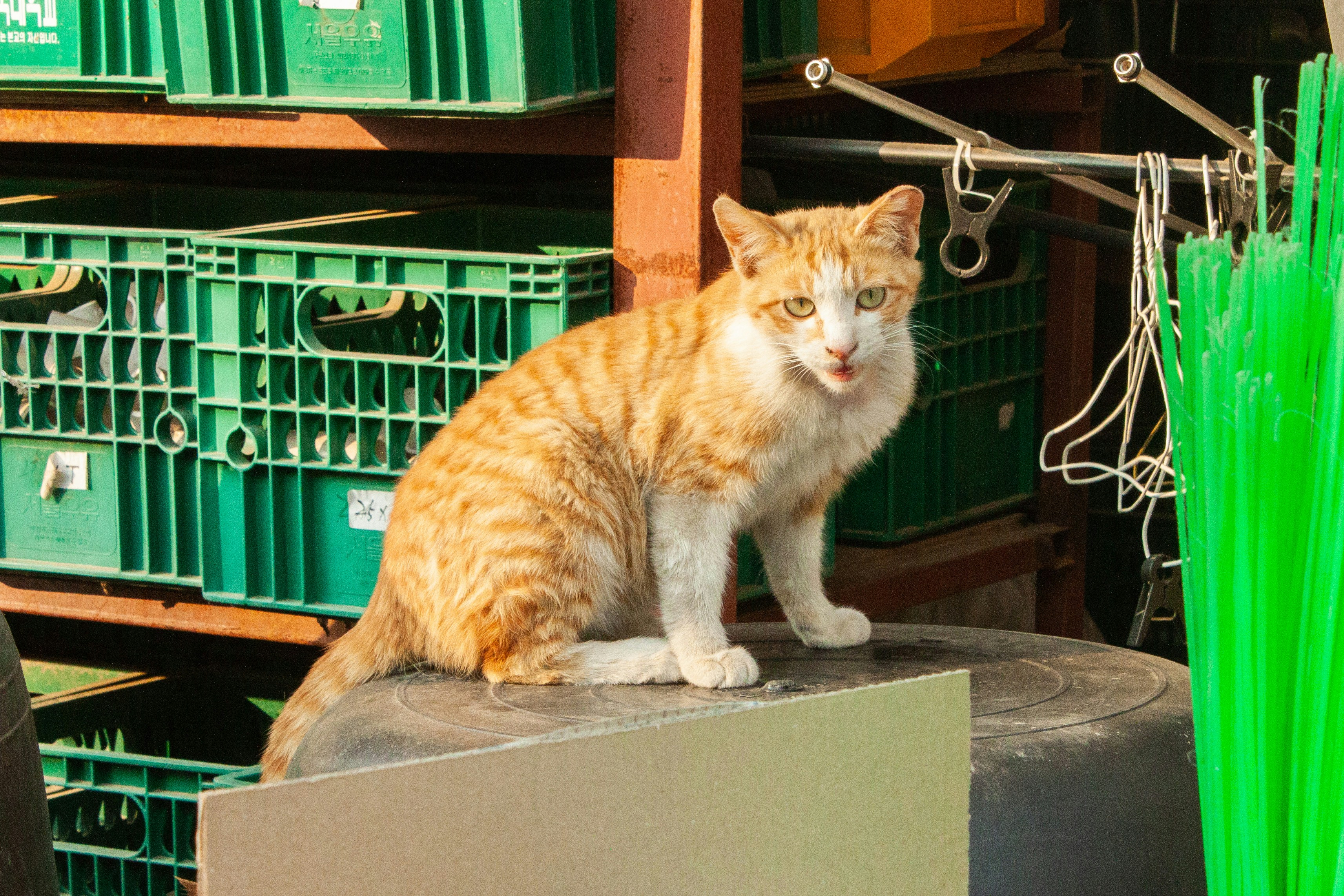 Orange cat on a crate amid green crates and tools