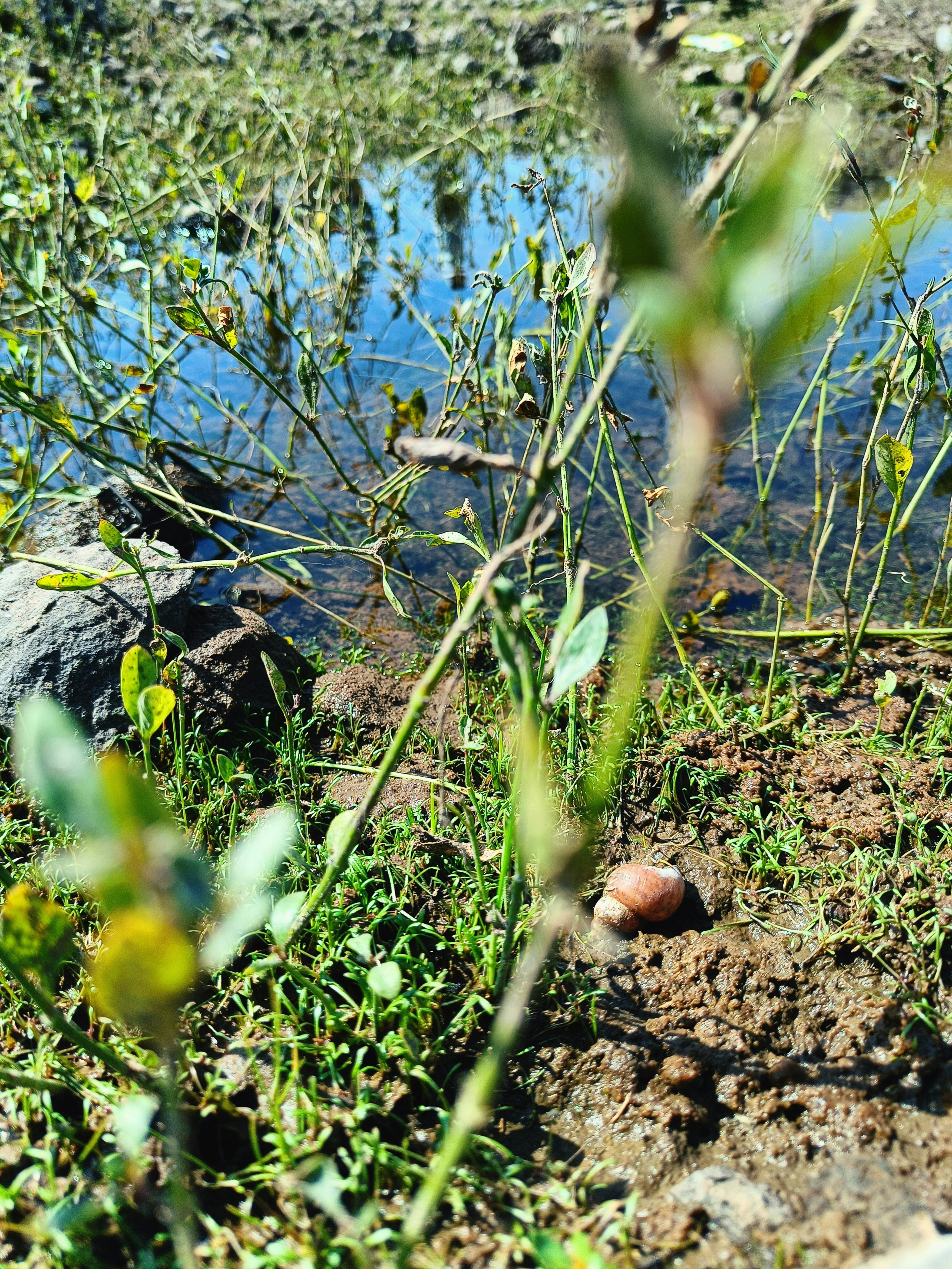 Photograph of a tiny snail on sun-warmed soil beside a calm lake. Green stems rise in the foreground while blue water glitters in the background.
