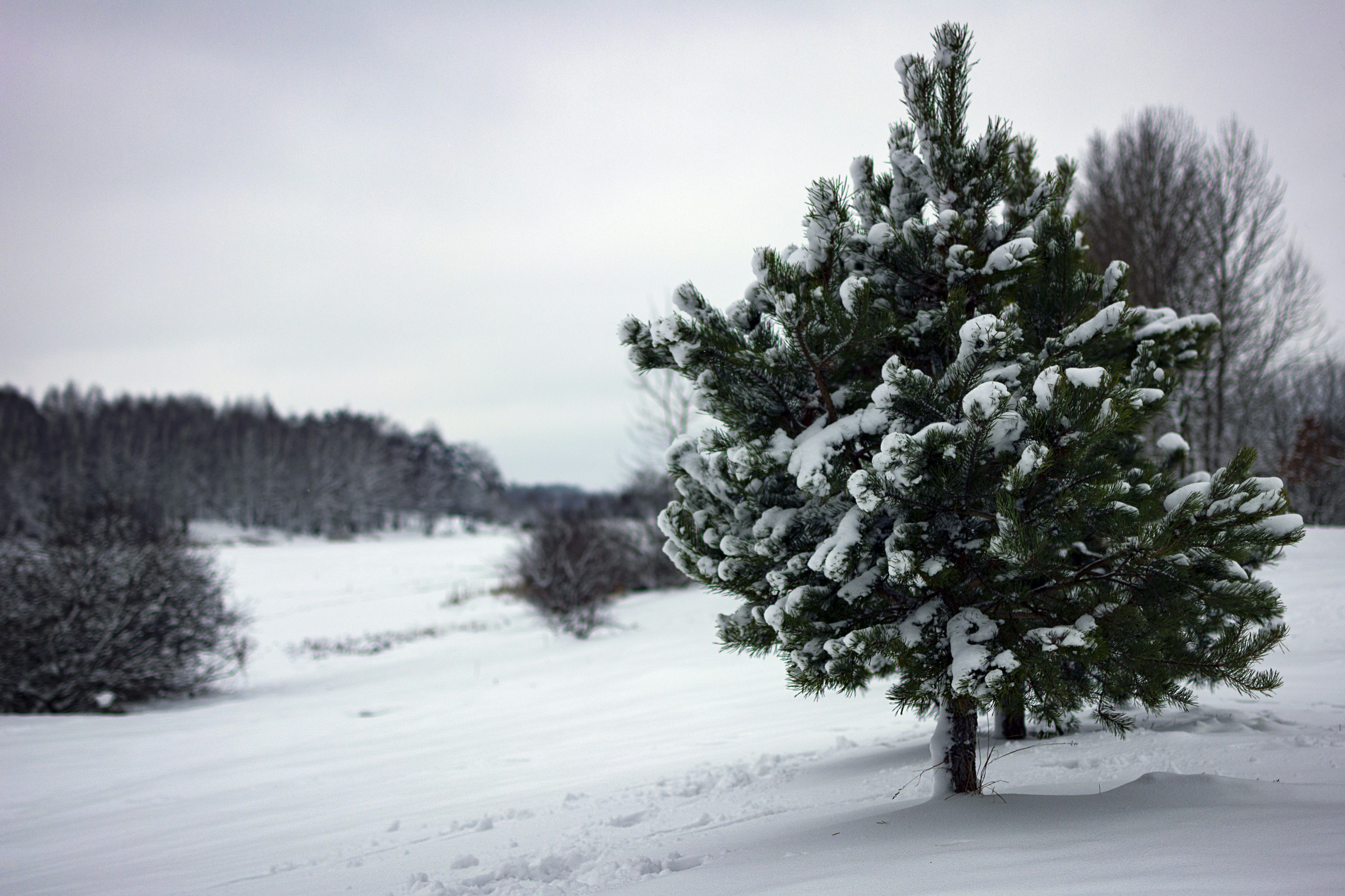 Snow-kissed pine at the edge of a quiet winter field
