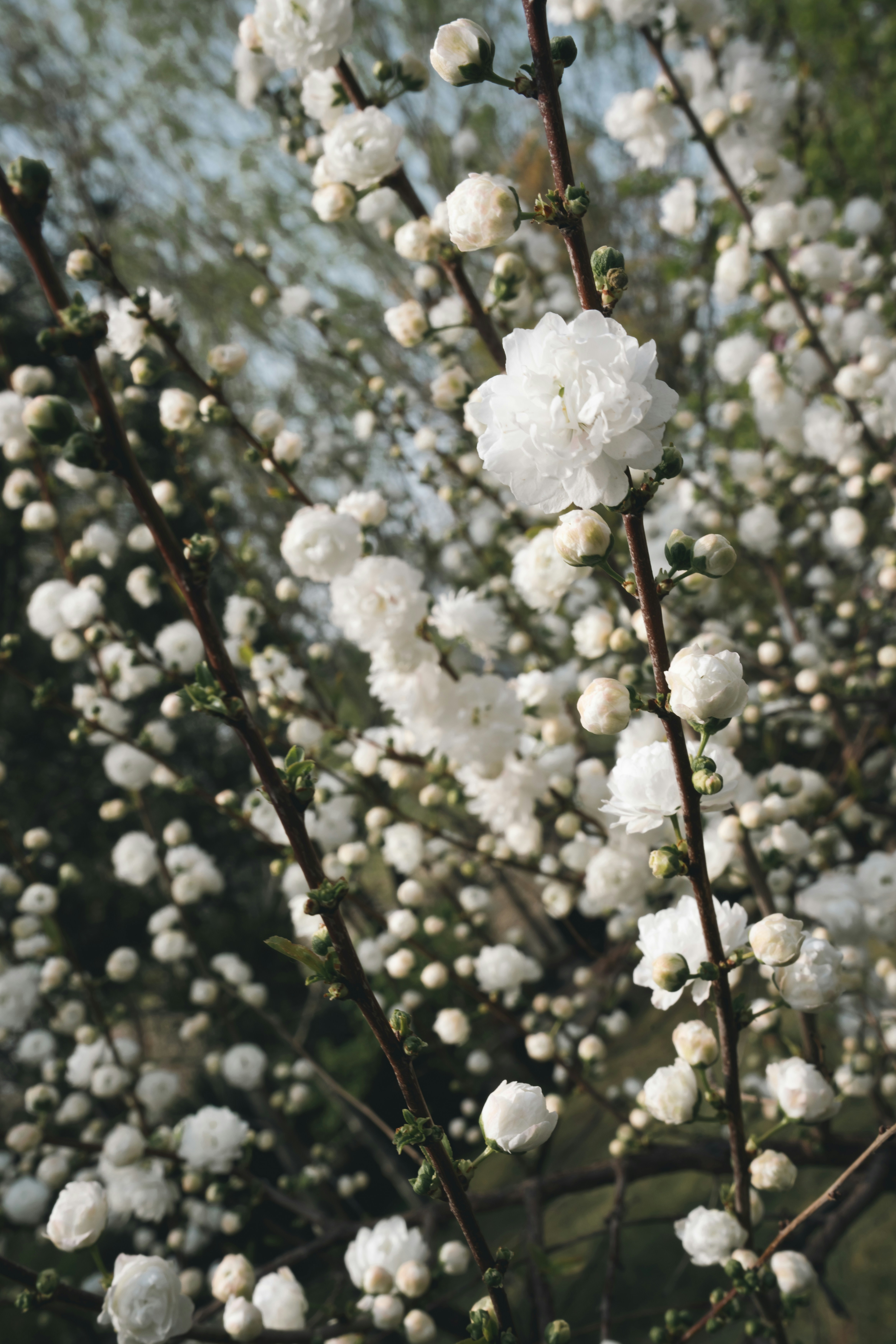 Whispers of Winter Bloom Along a Web of White Rosettes