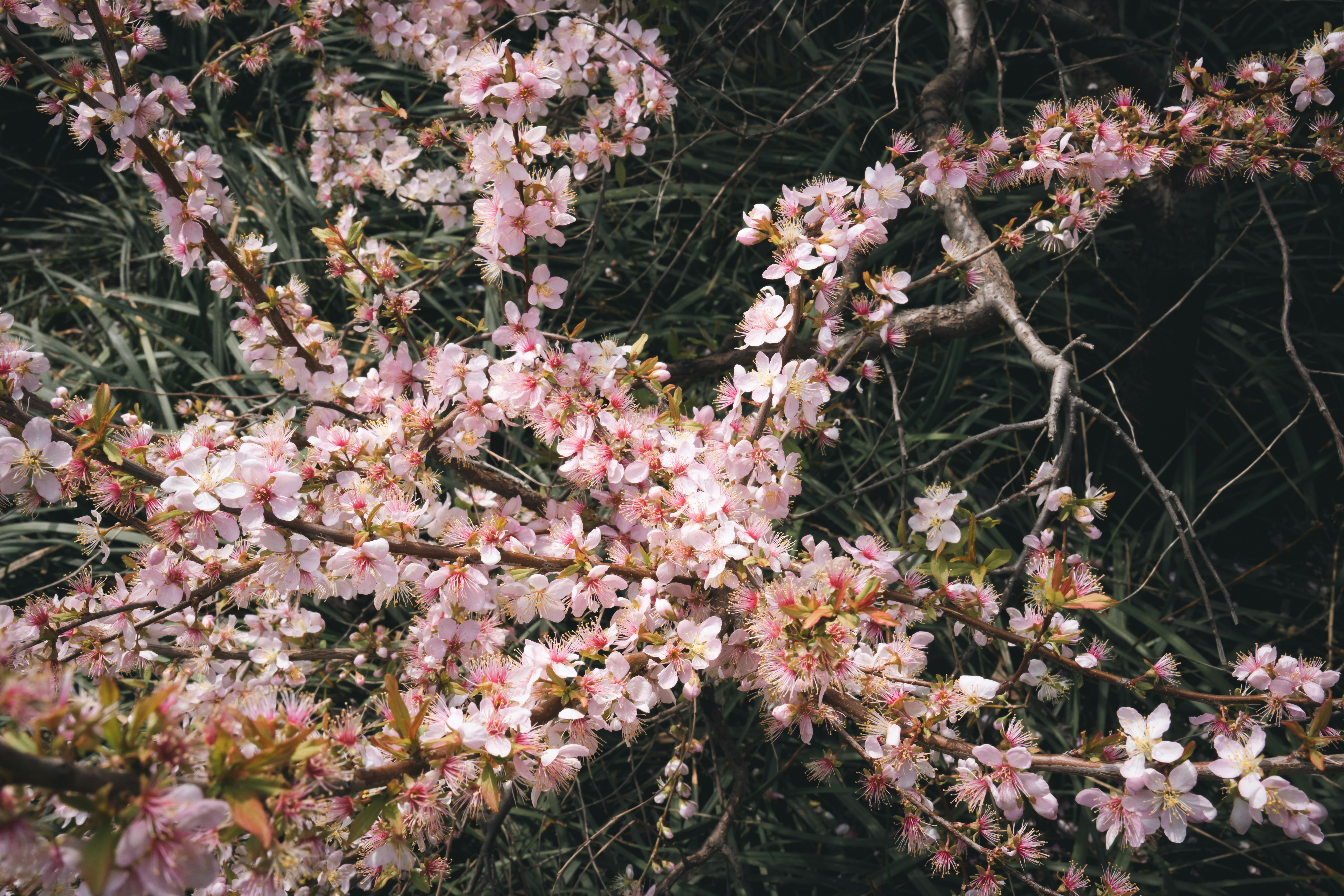 Hotsophia Pictures | Download Free Images on Unsplash