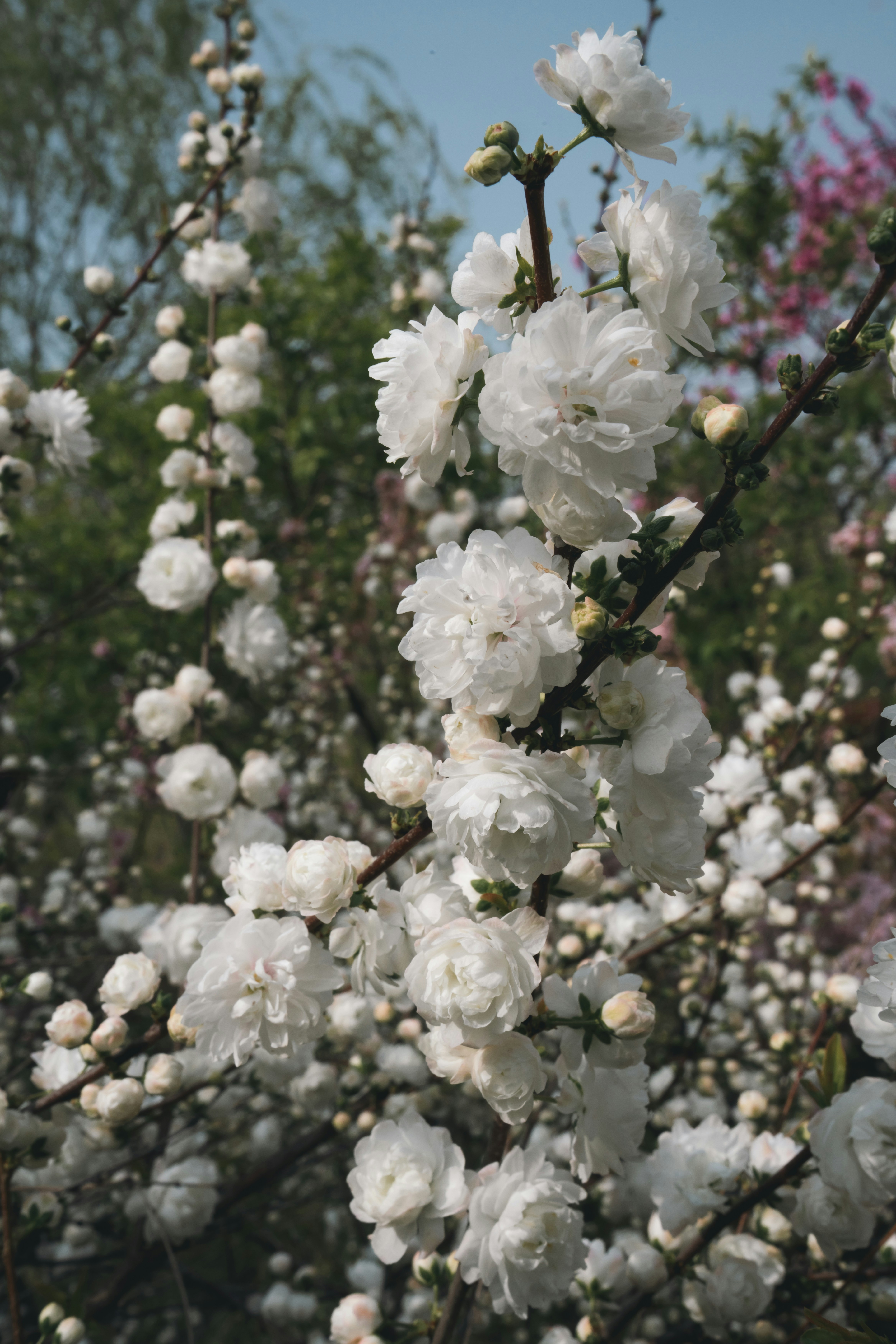 Snow-White Rosettes Draped Across Sunlit Orchard Branches