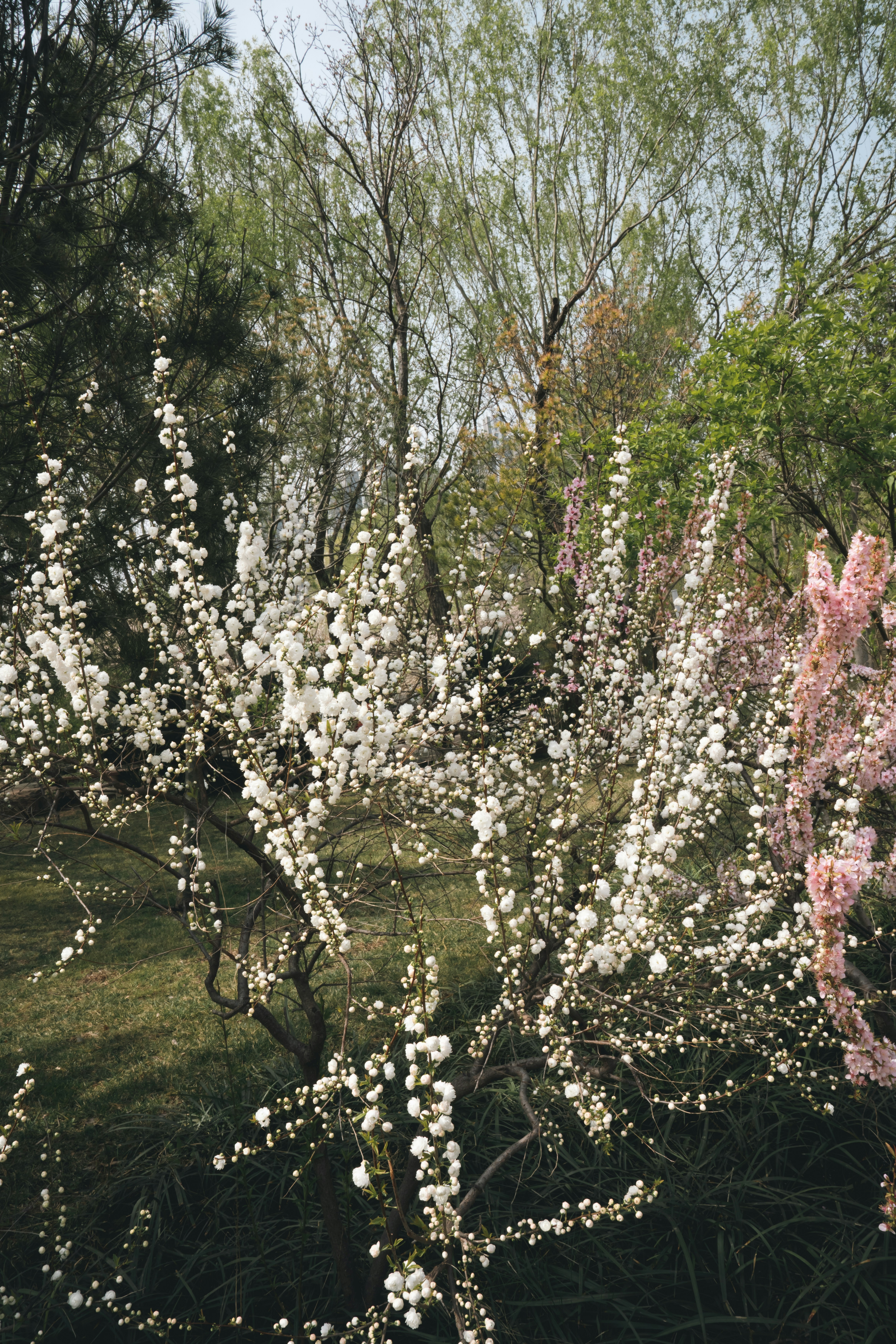 a bush with white and pink flowers in a park